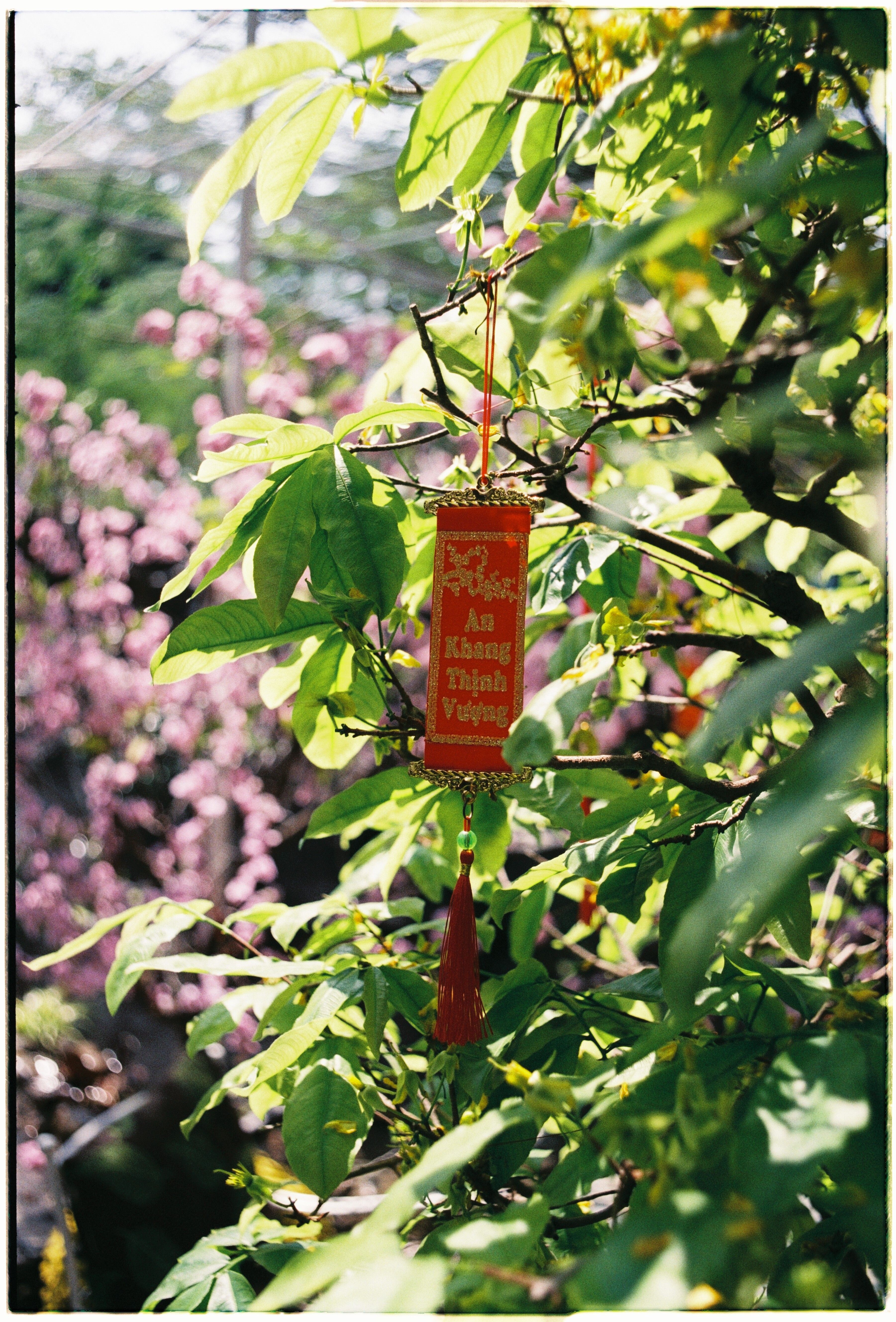 Traditional Pendant on Bush · Free Stock Photo