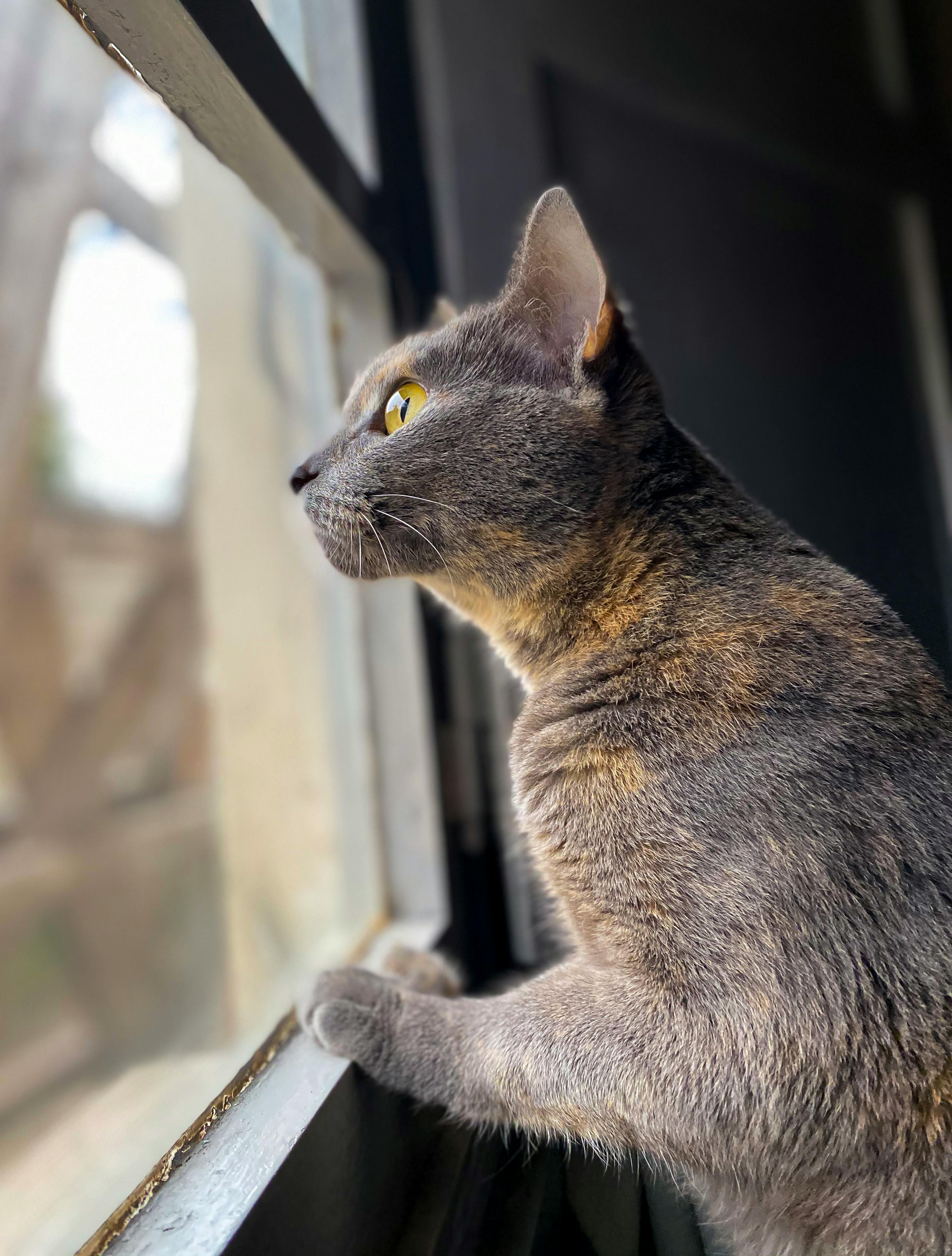 Cat Windows Wallpaper Photos, Download The BEST Free Cat Windows ...