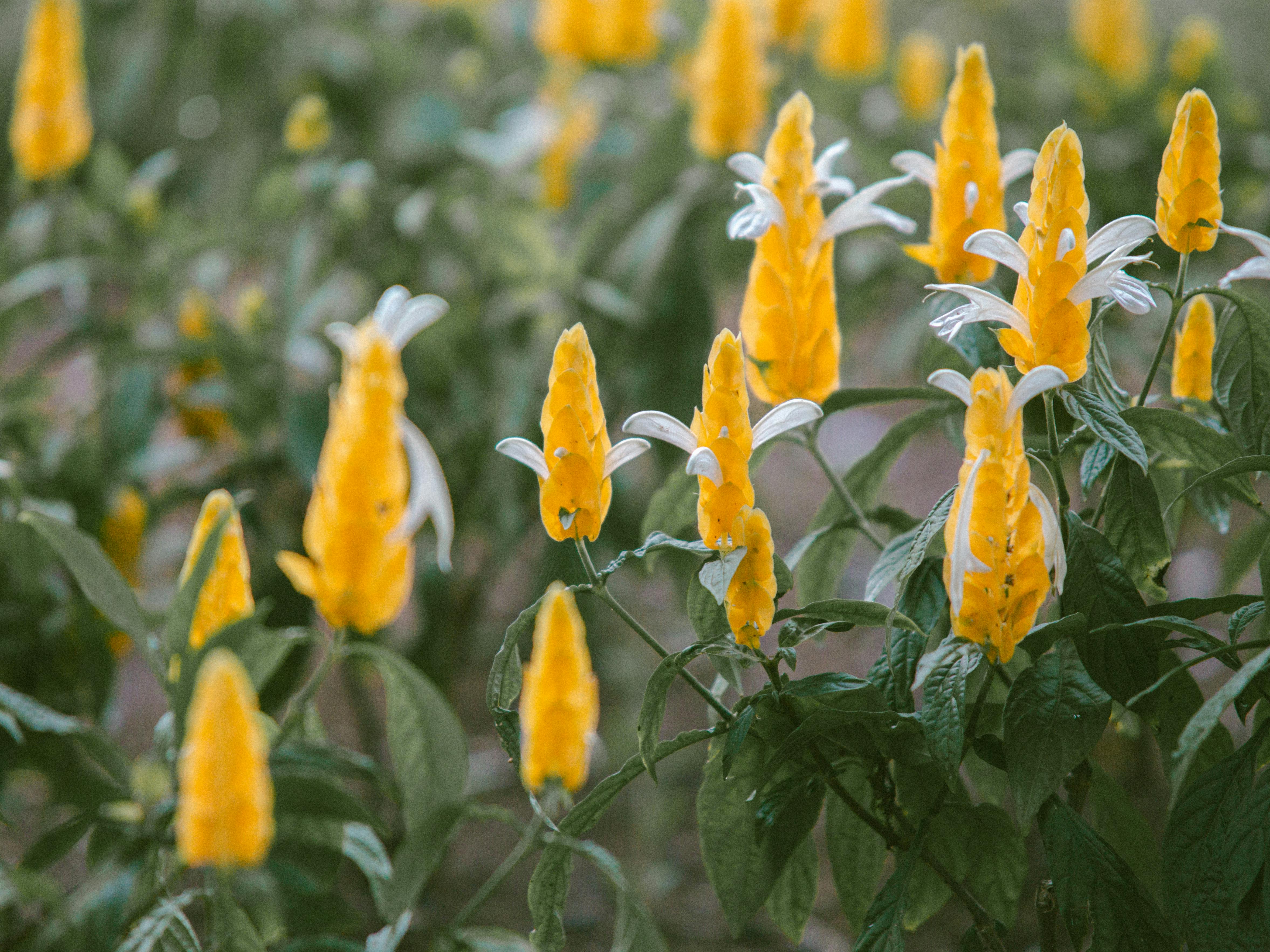 Fower Photos, Download The BEST Free Fower Stock Photos & HD Images