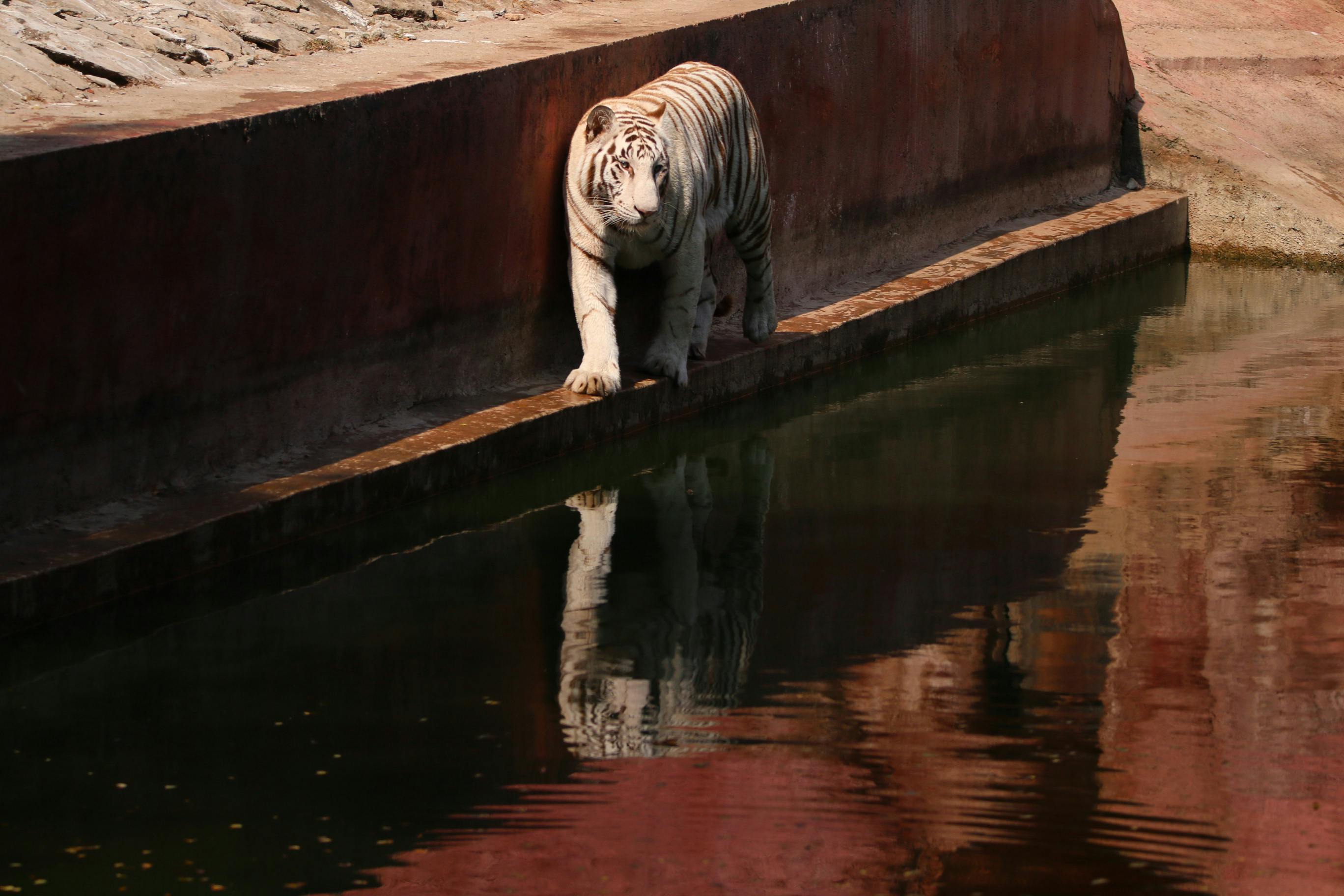 Photo Of Tiger · Free Stock Photo