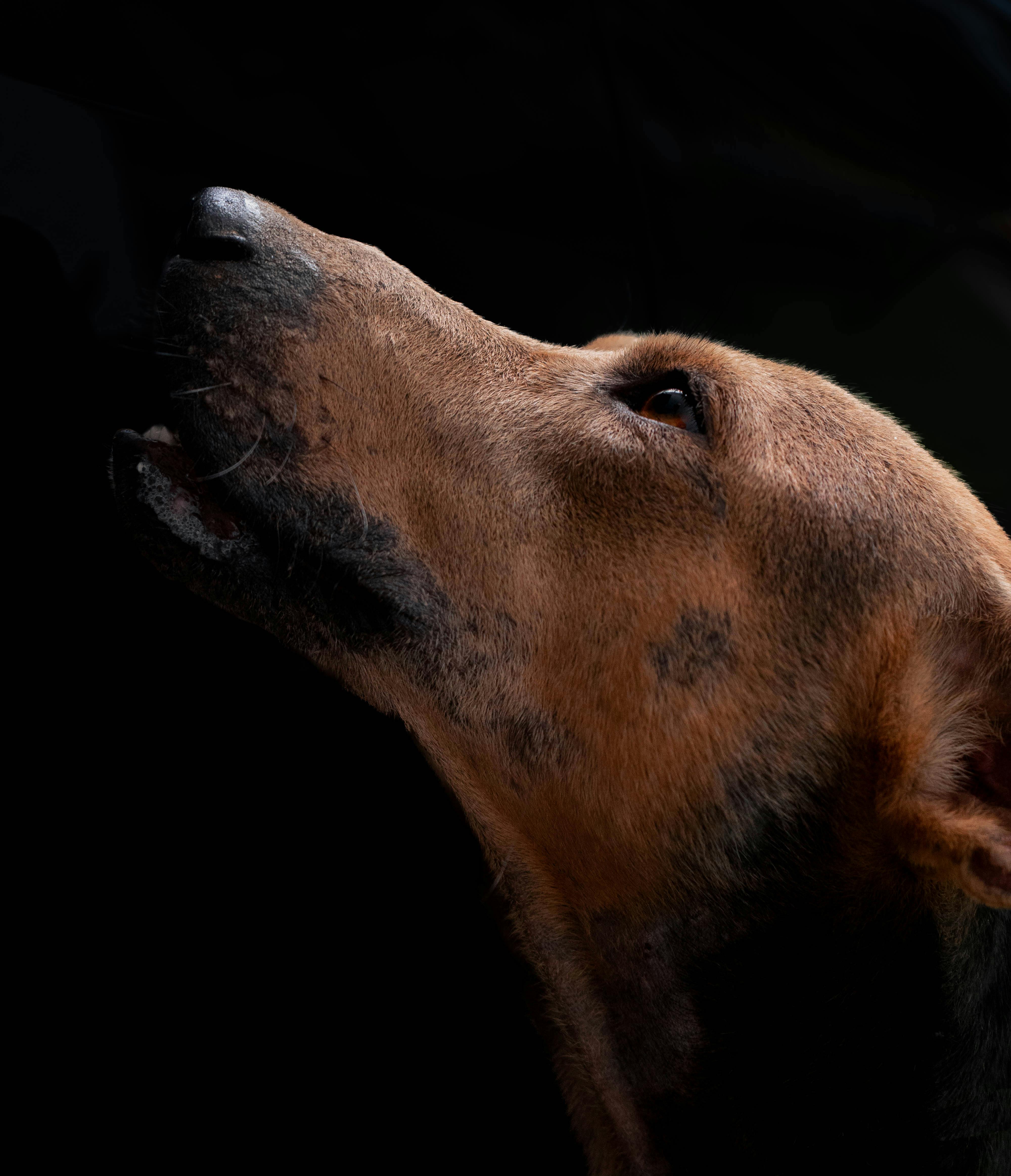 Dog Head Closeup · Free Stock Photo