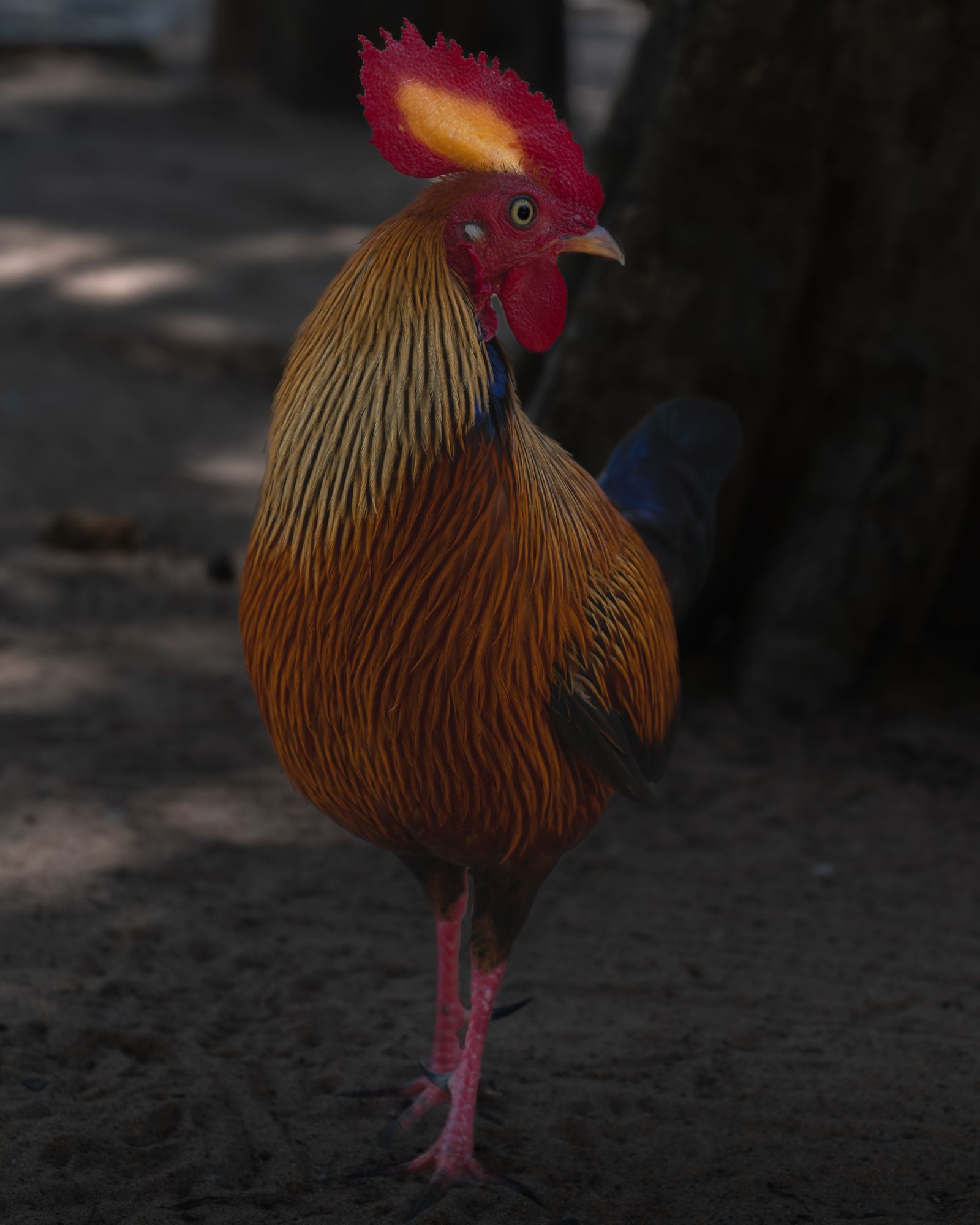 Sri Lankan Yaka Photos, Download The BEST Free Sri Lankan Yaka Stock ...