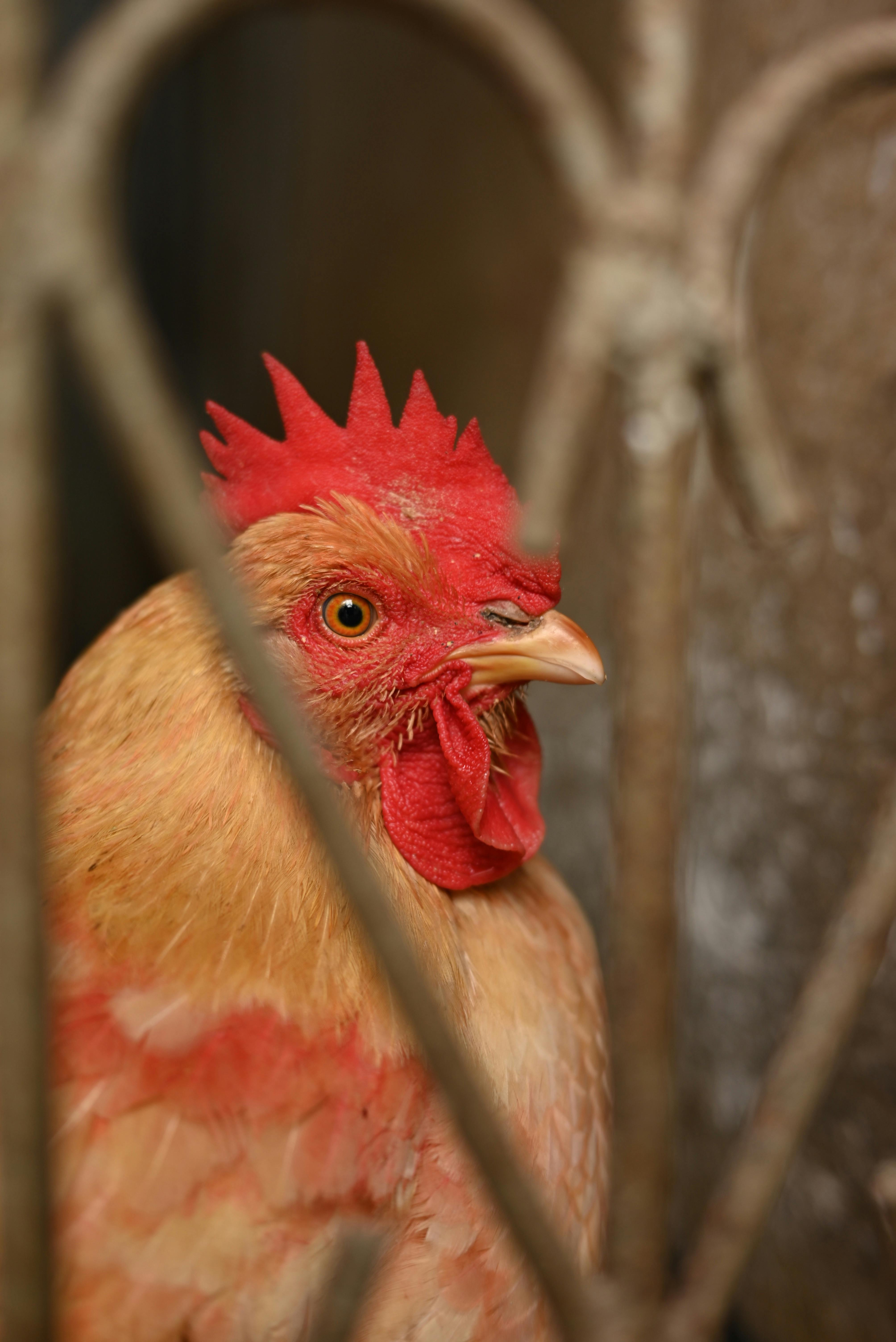 Herd of Hen · Free Stock Photo