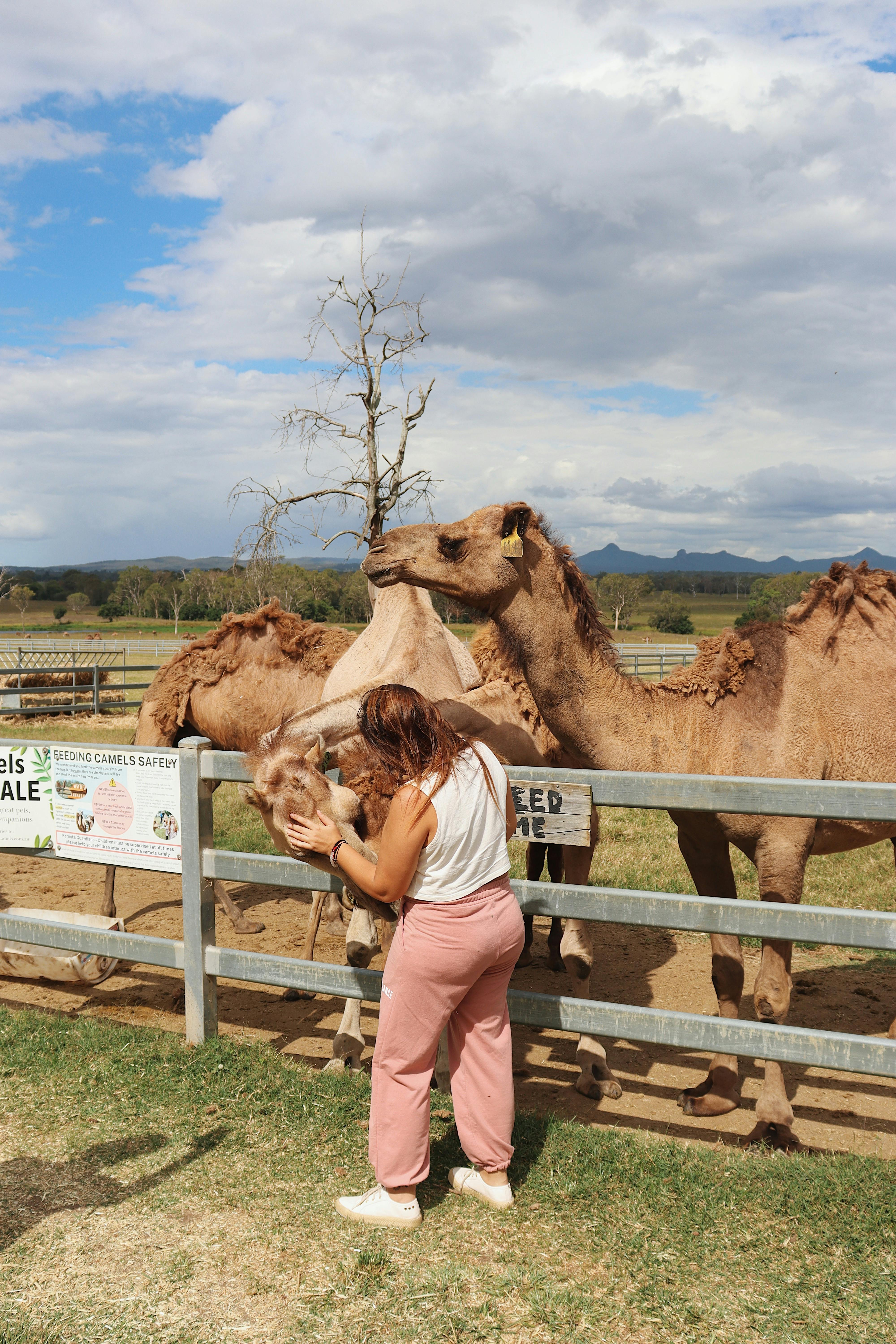 Woman Petting Camels on Farm · Free Stock Photo