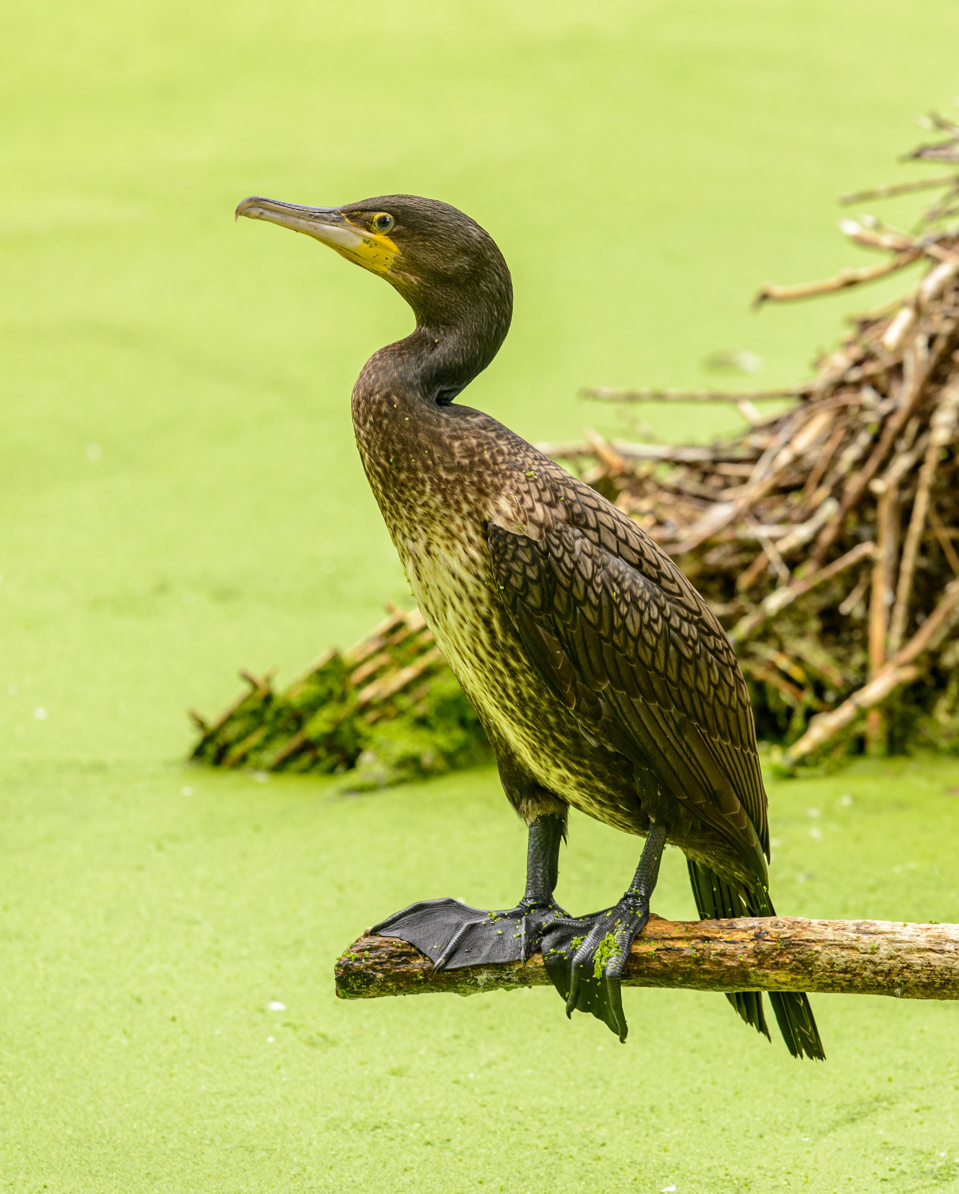 Balancing Bird Photos, Download The BEST Free Balancing Bird Stock ...
