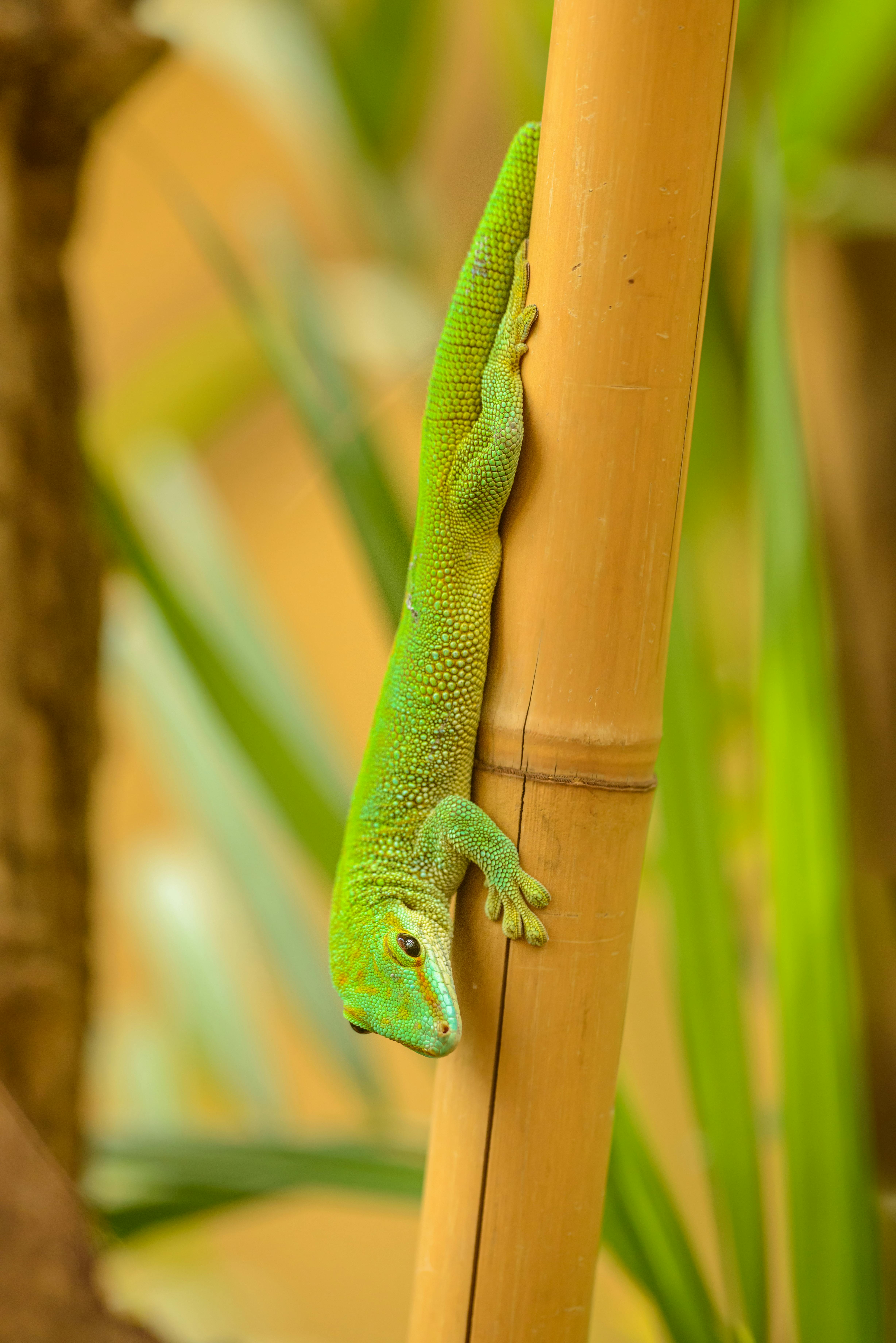 Green Lizard Crawling on a Plant Stem · Free Stock Photo