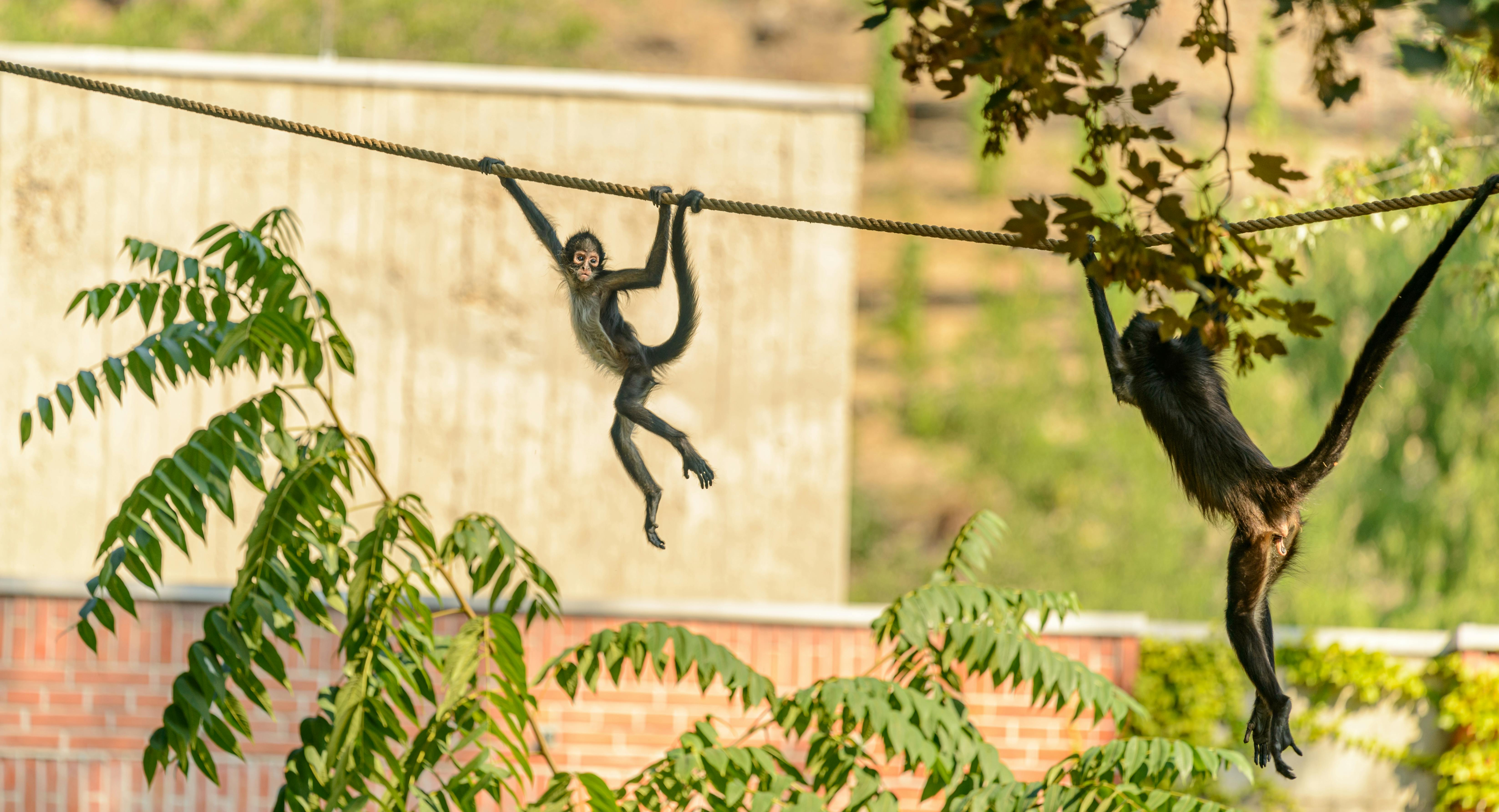 Monkeys on Rope · Free Stock Photo