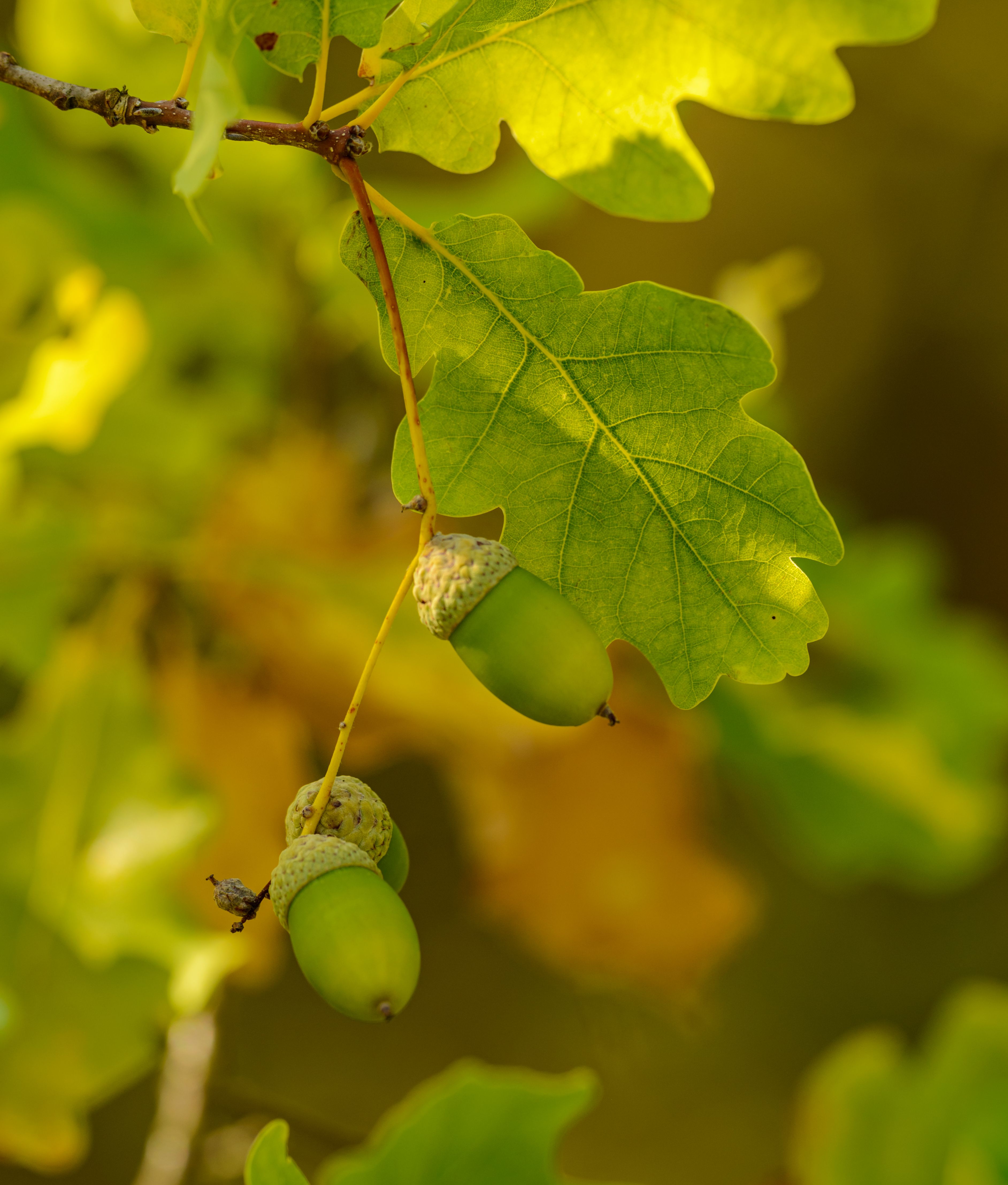 Oak Leaves and Nuts · Free Stock Photo