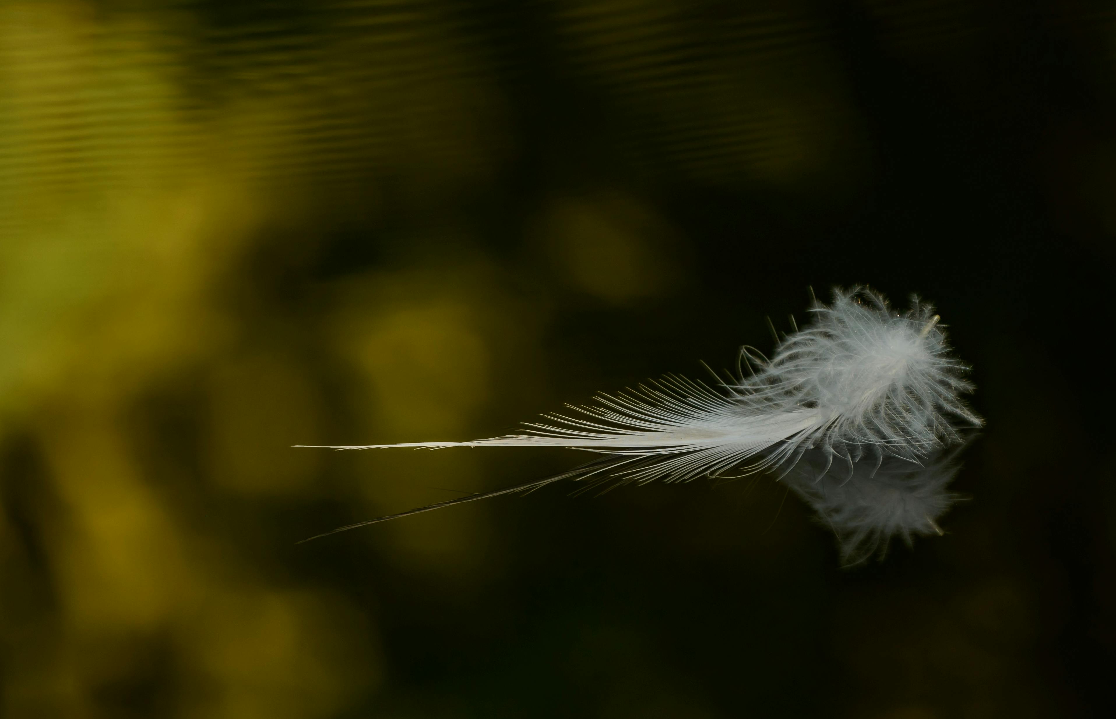 Selective Focus Photography of Feather · Free Stock Photo