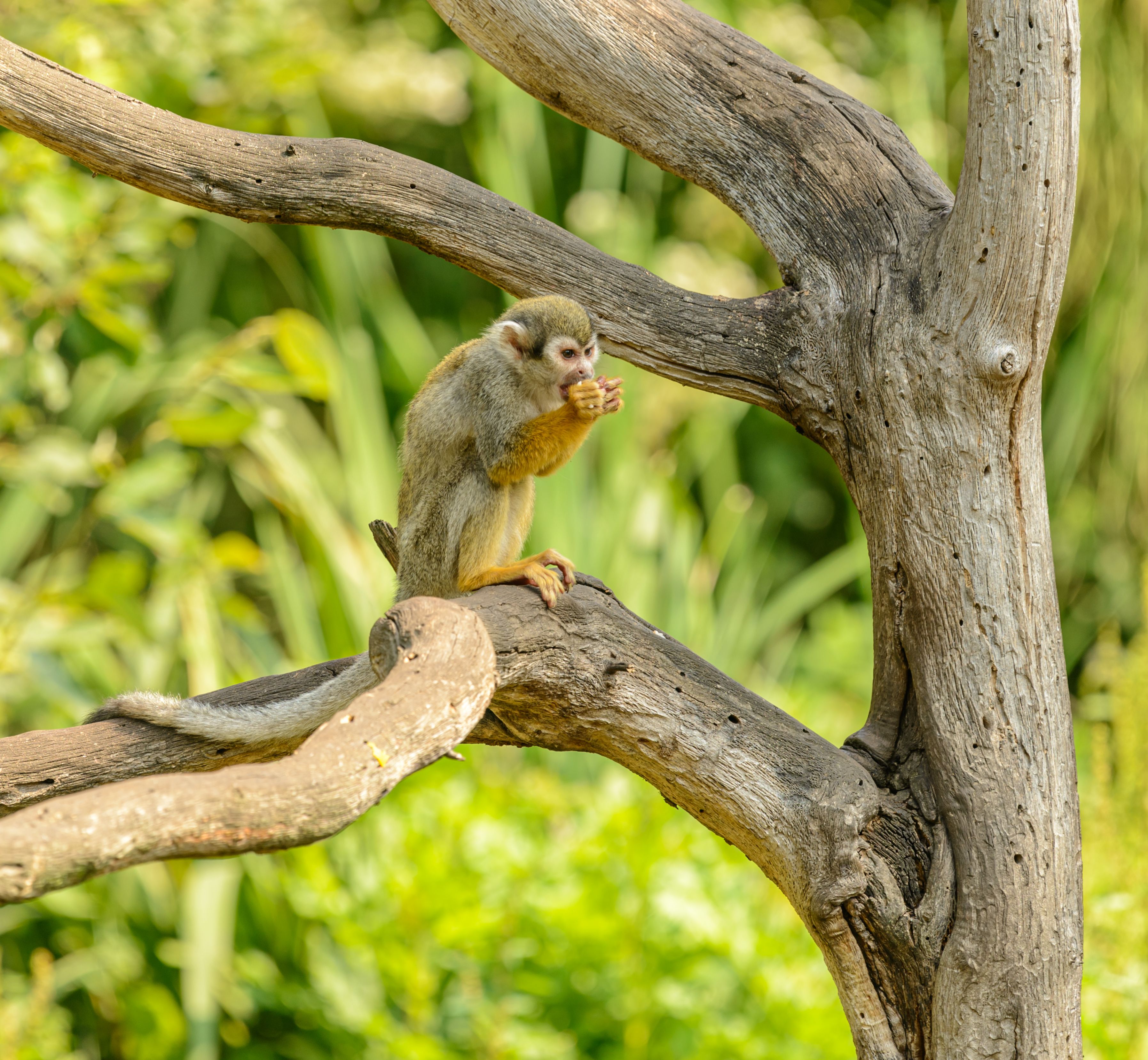 Monkey Feeding on a Bare Tree · Free Stock Photo