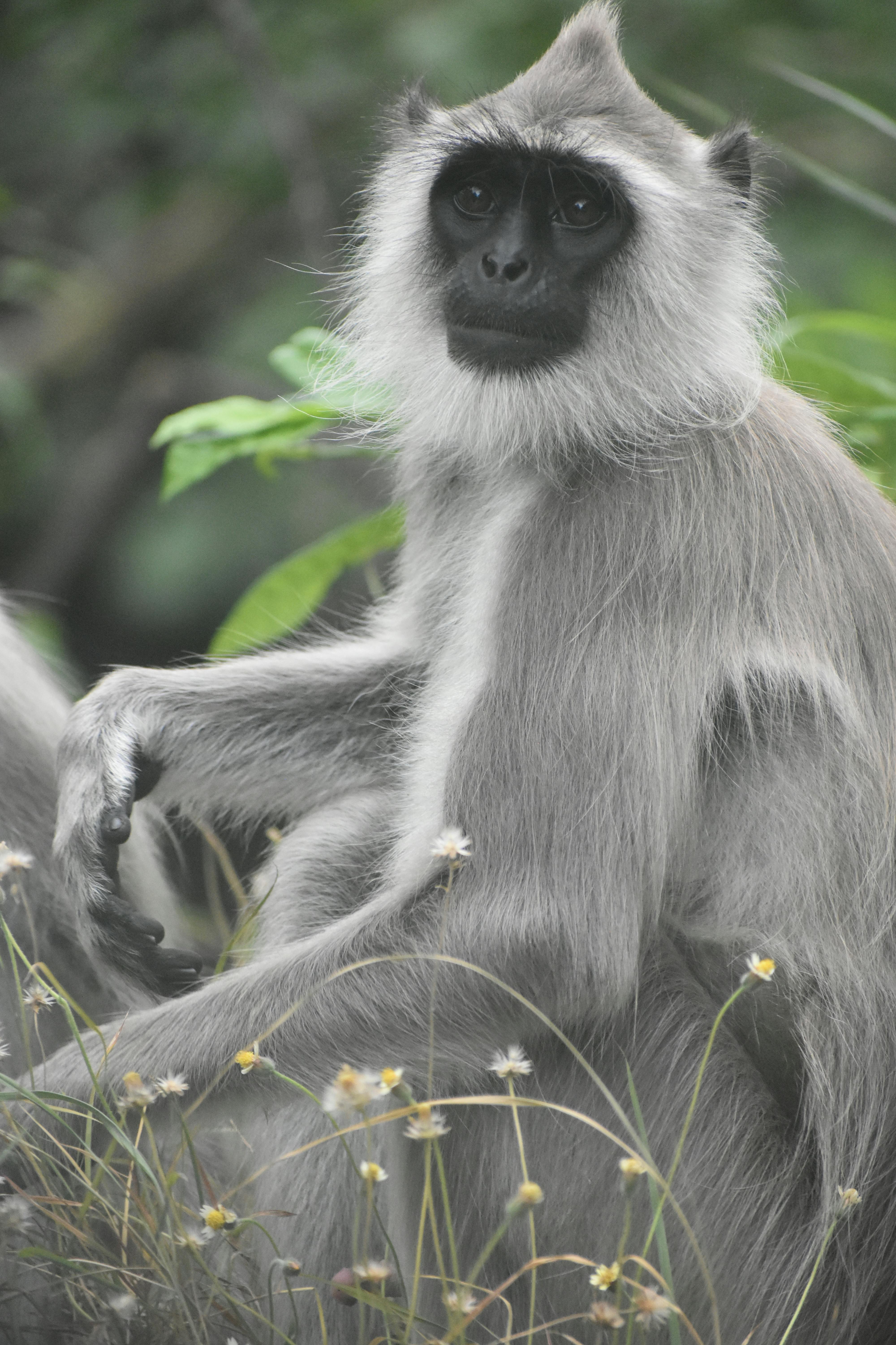 Langur Photos, Download The BEST Free Langur Stock Photos & HD Images