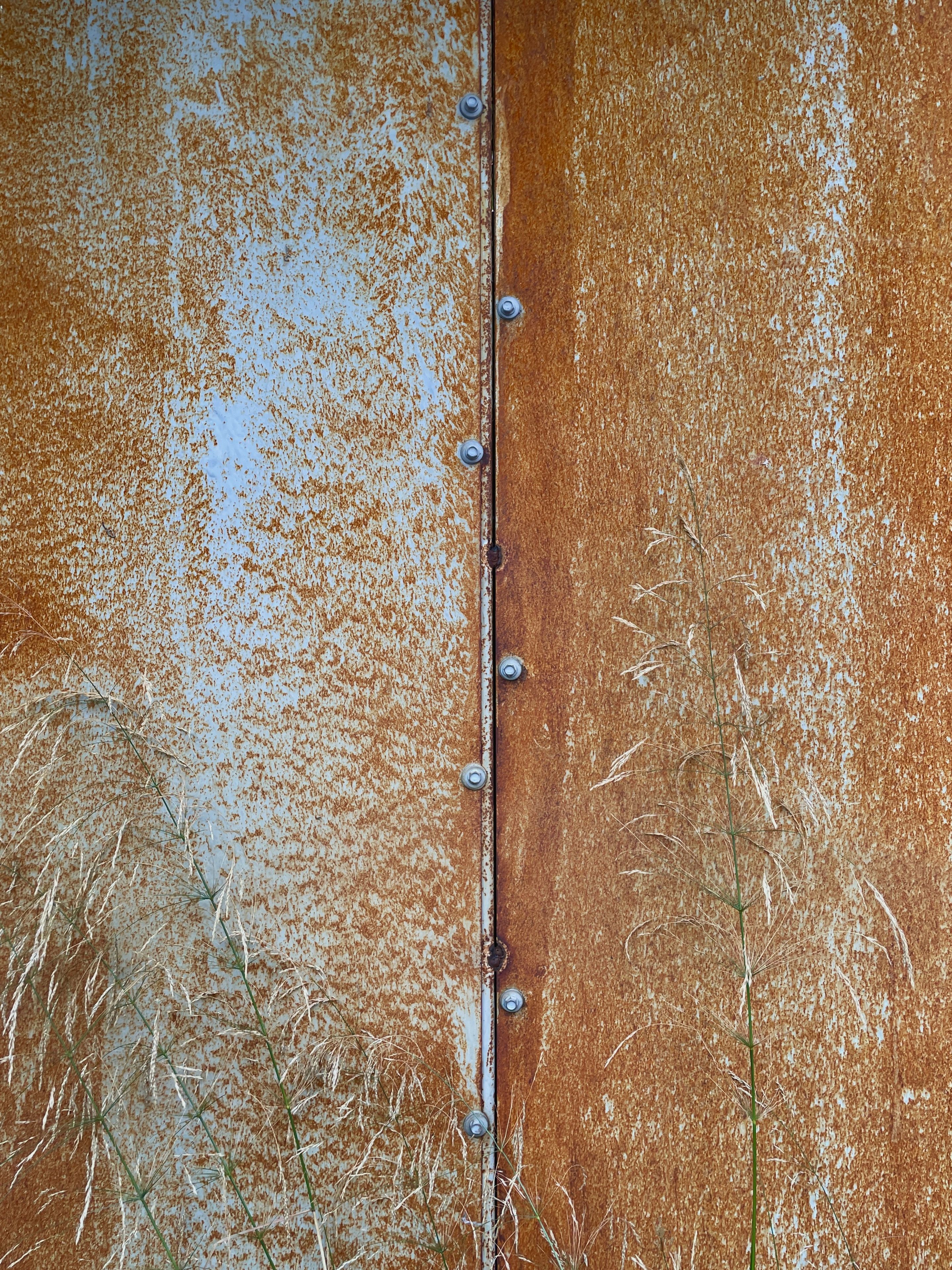 Decaying Grass Photos, Download The BEST Free Decaying Grass Stock ...