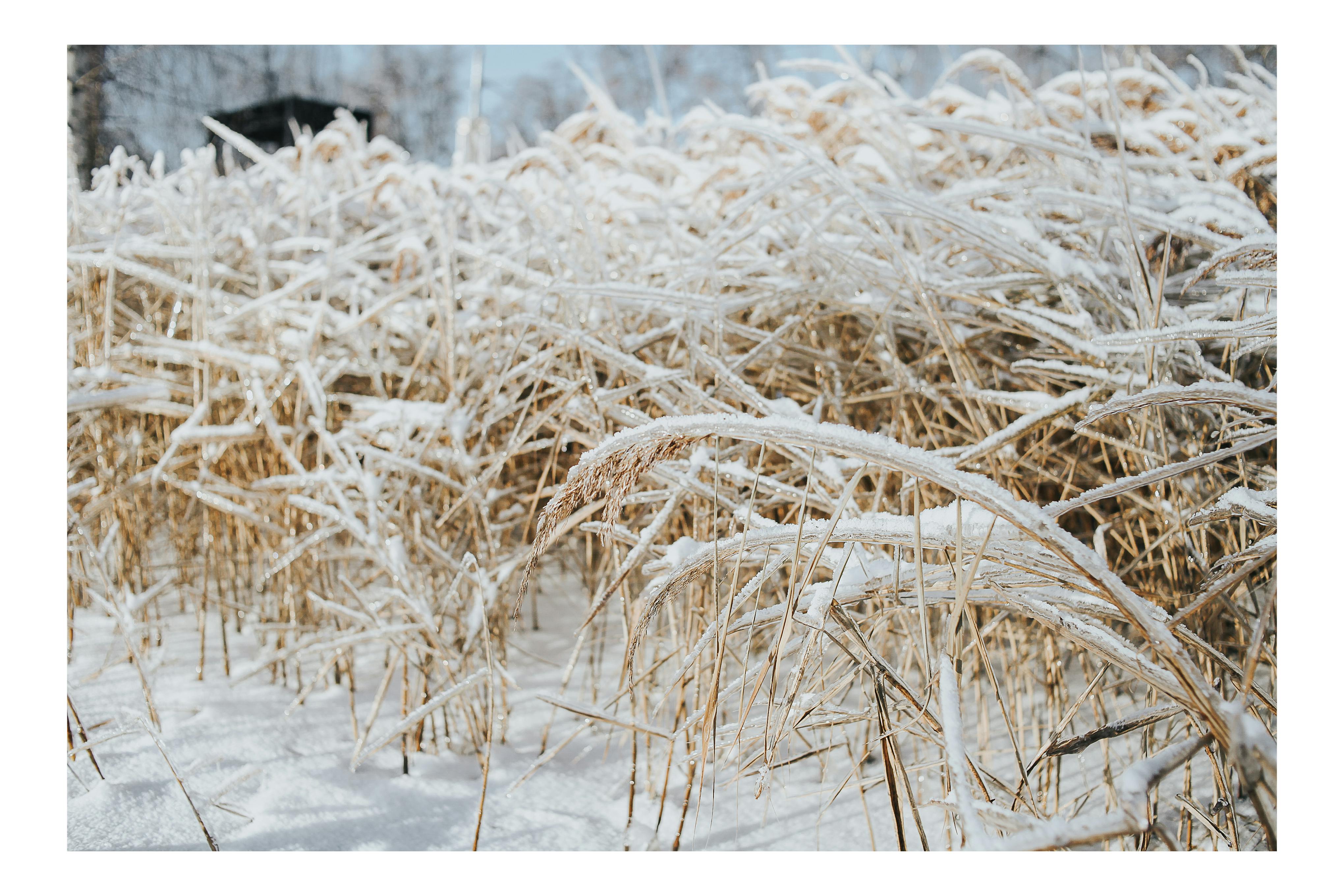 Snow On Grass Photos, Download The BEST Free Snow On Grass Stock Photos ...