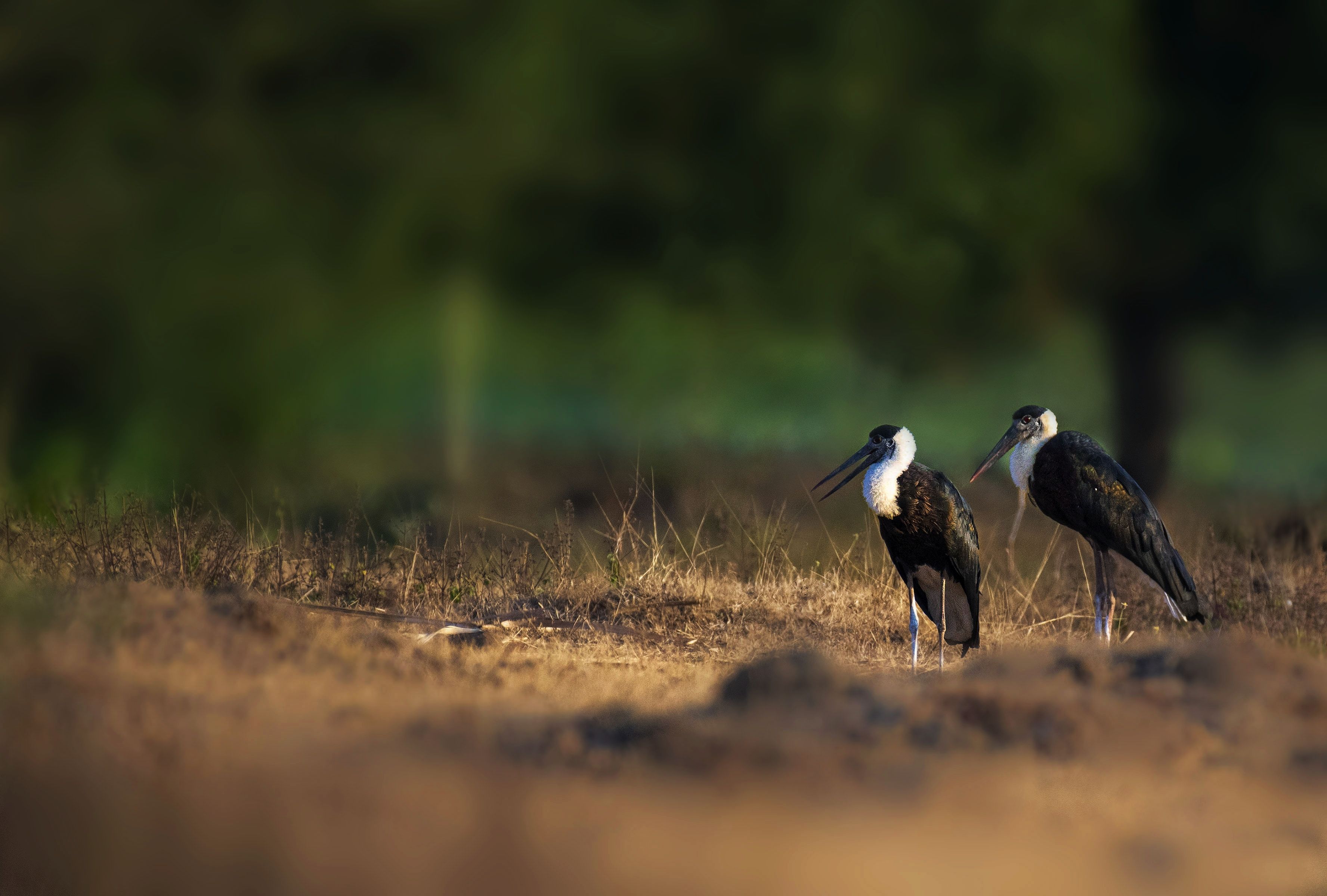 Two Storks Photos, Download The BEST Free Two Storks Stock Photos & HD ...