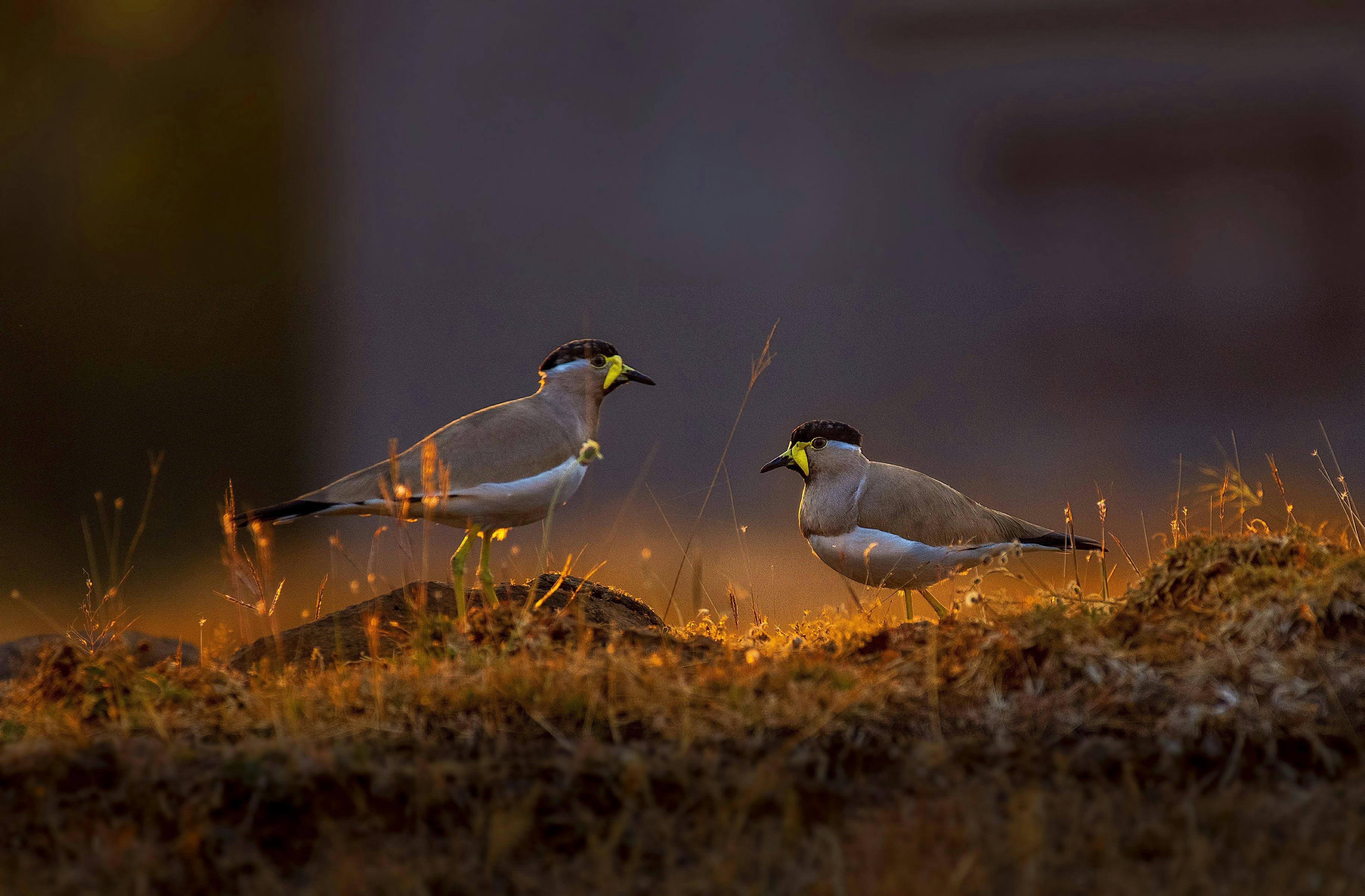 Birds Walking on Ground on Sunset · Free Stock Photo