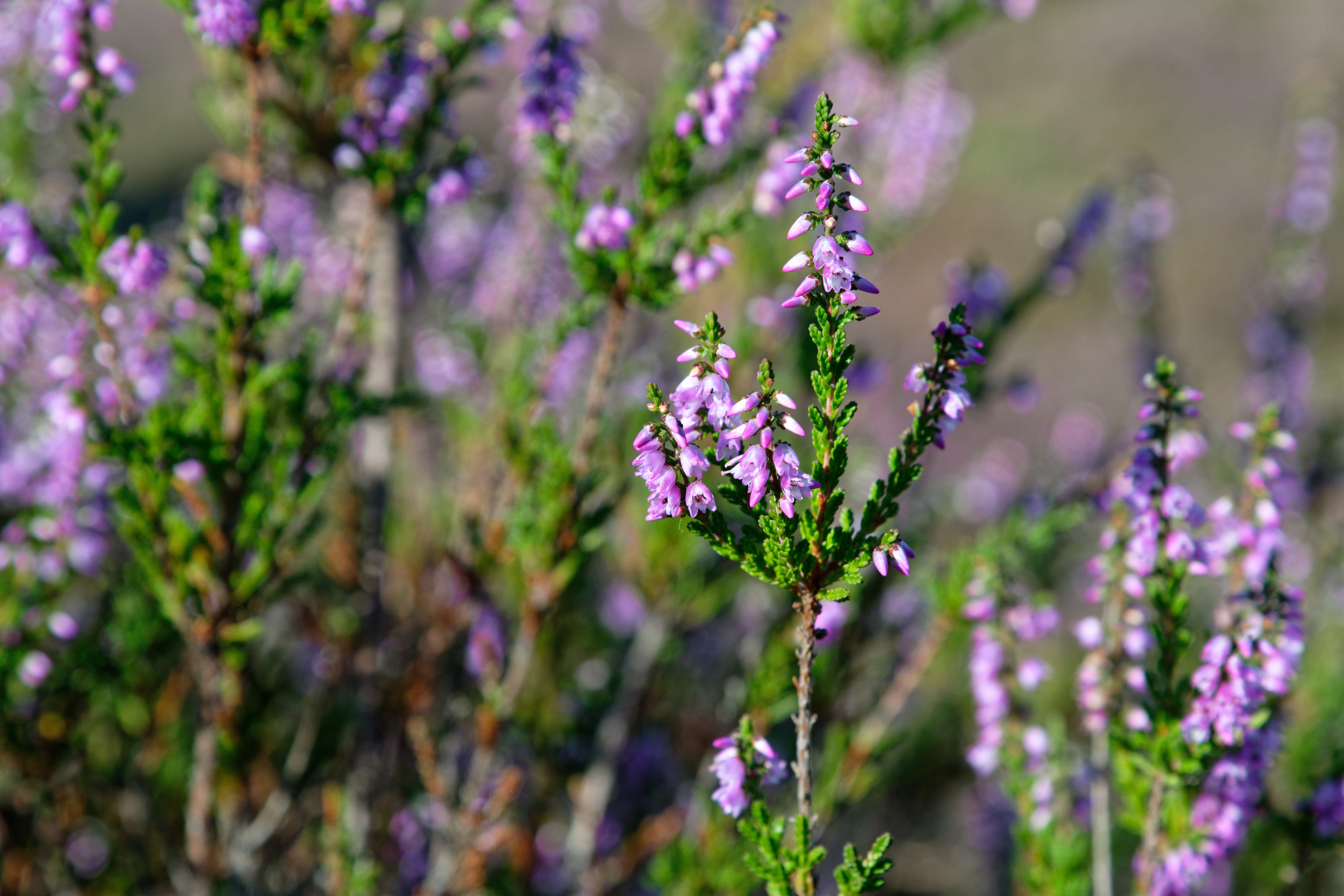 Photograph of Purple Calluna Flowers · Free Stock Photo