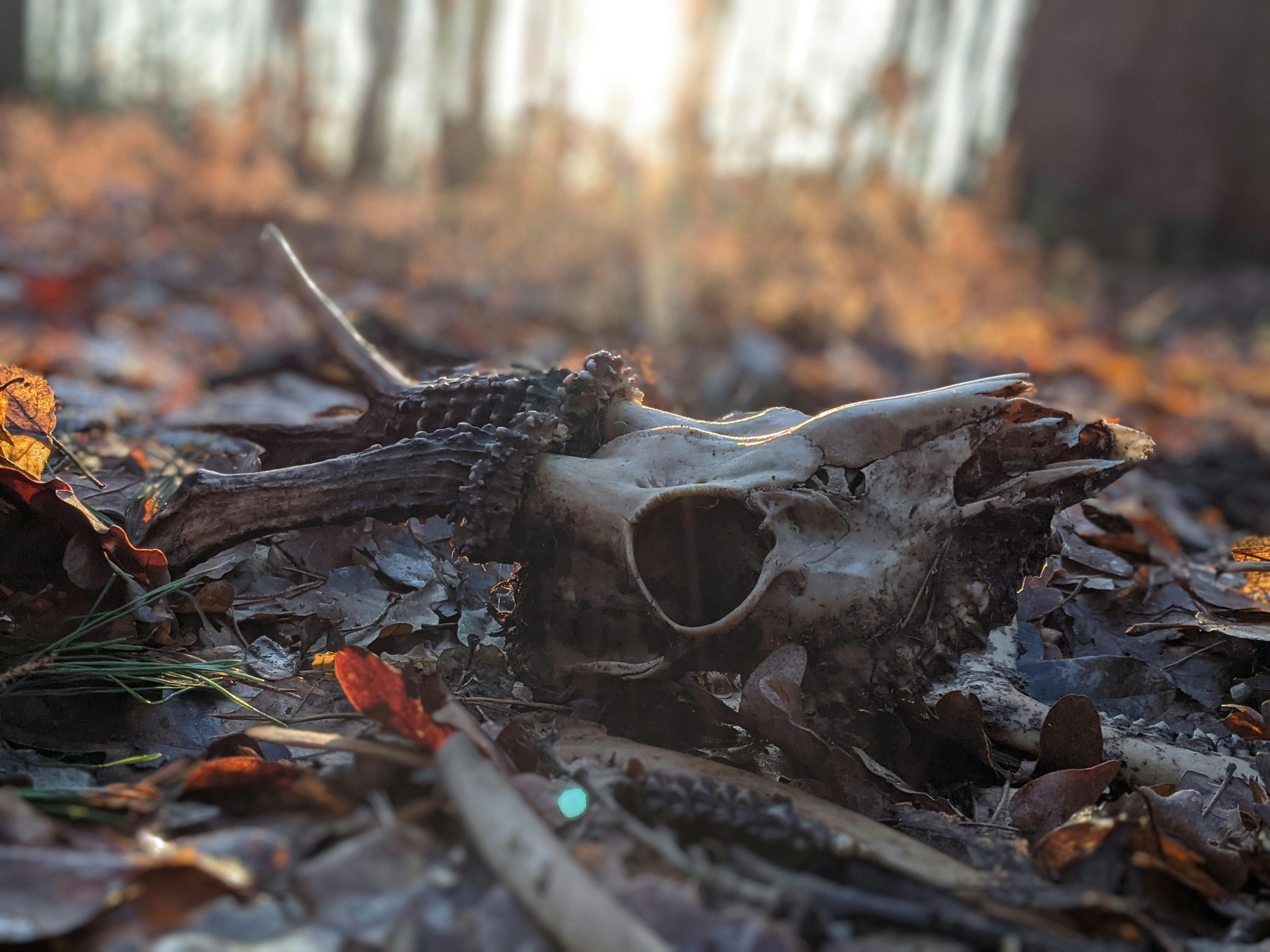 Animal Skull on Ground in Forest · Free Stock Photo
