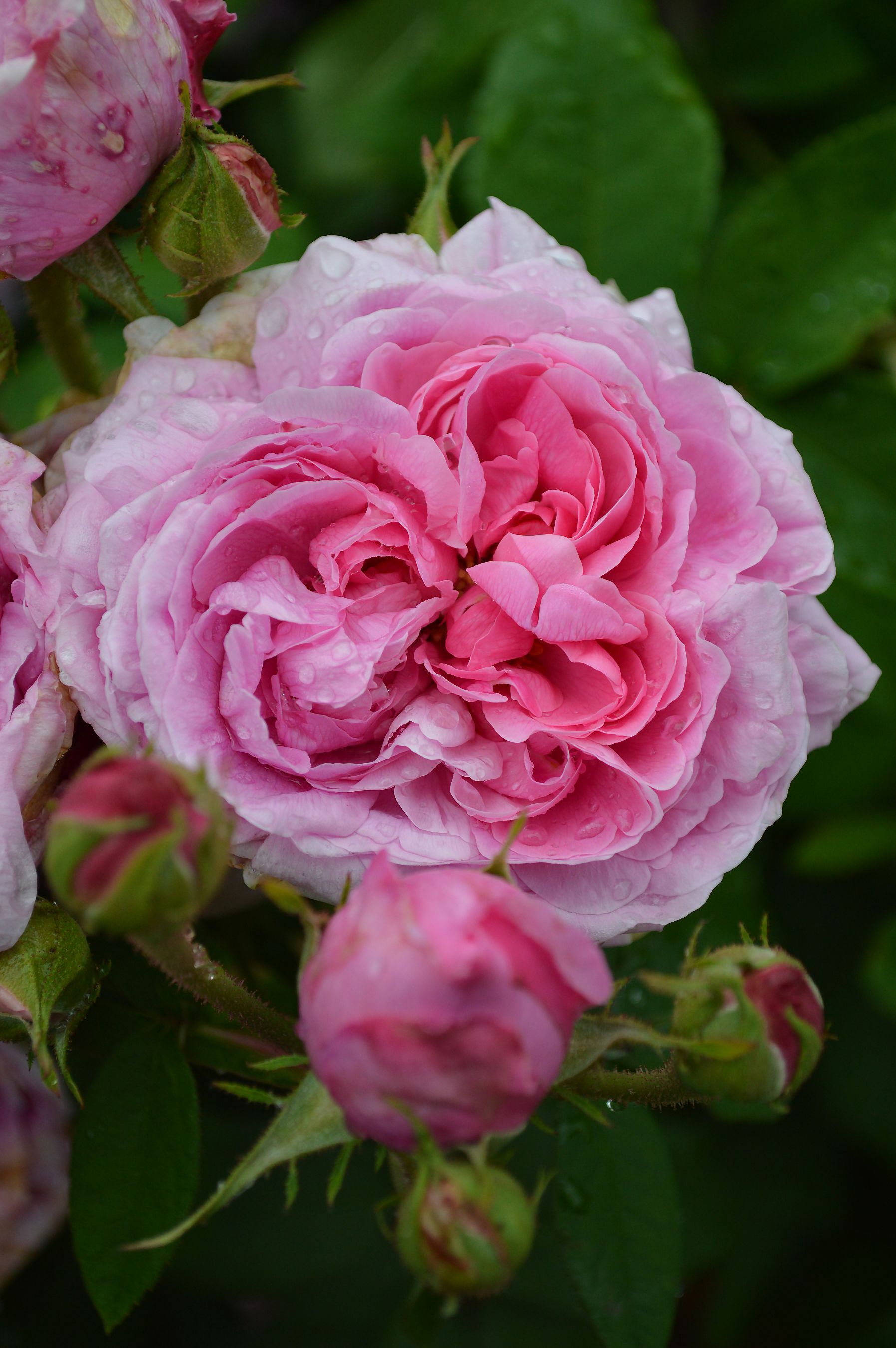 Rose Schleife Photos, Download The BEST Free Rose Schleife Stock Photos ...