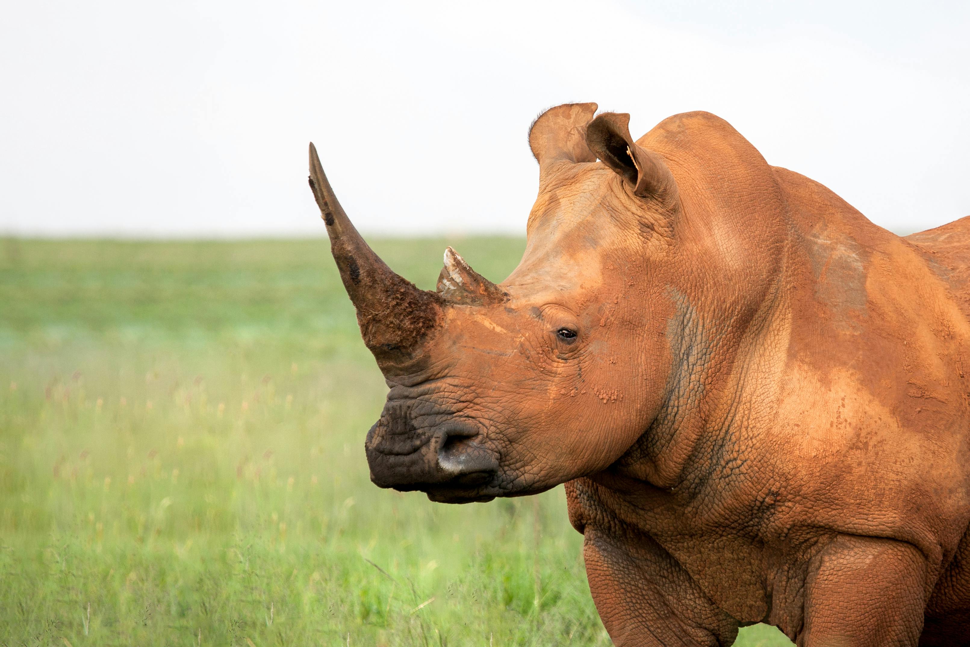 Brown Rhinoceros · Free Stock Photo