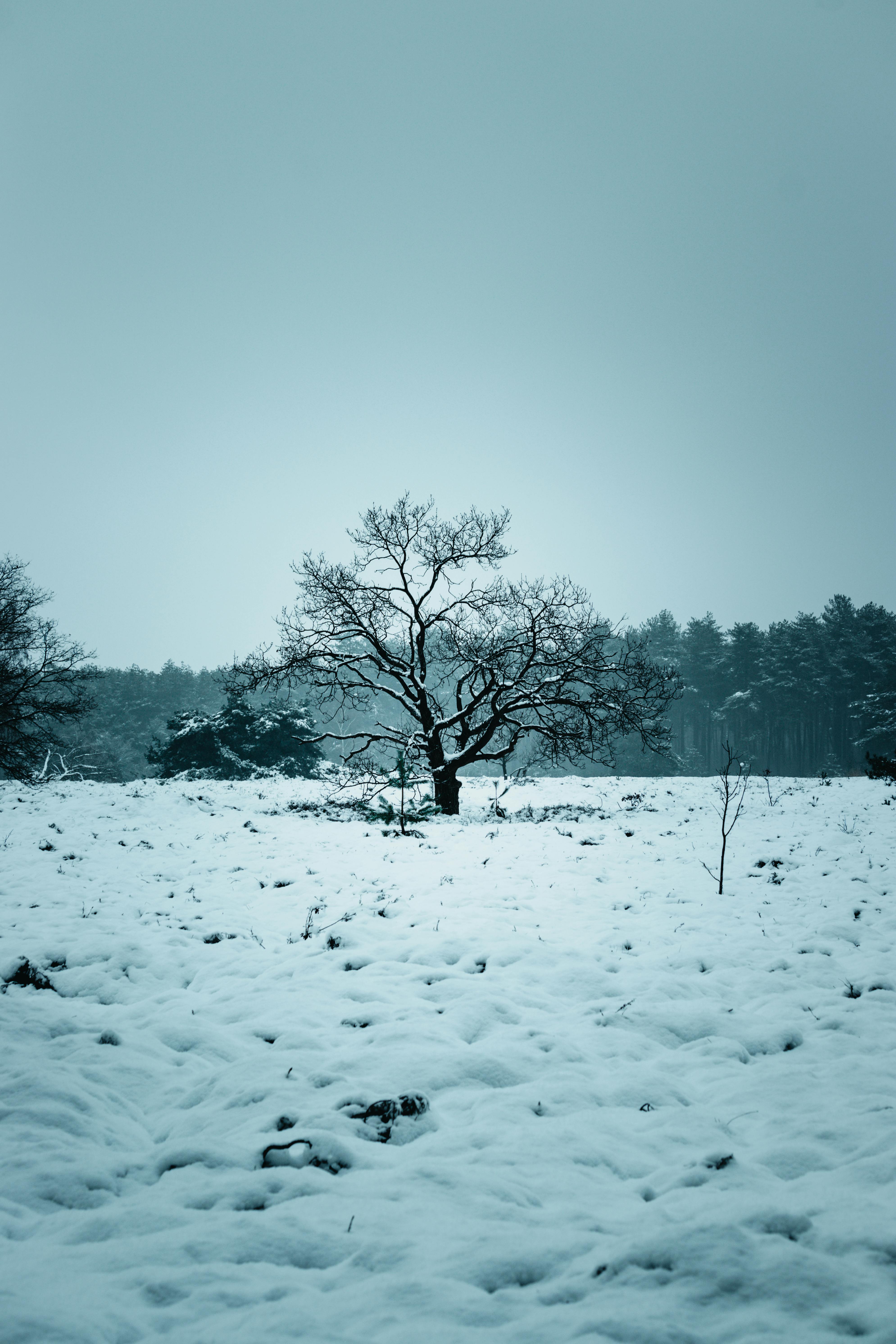 Single Tree in Snow in Countryside · Free Stock Photo
