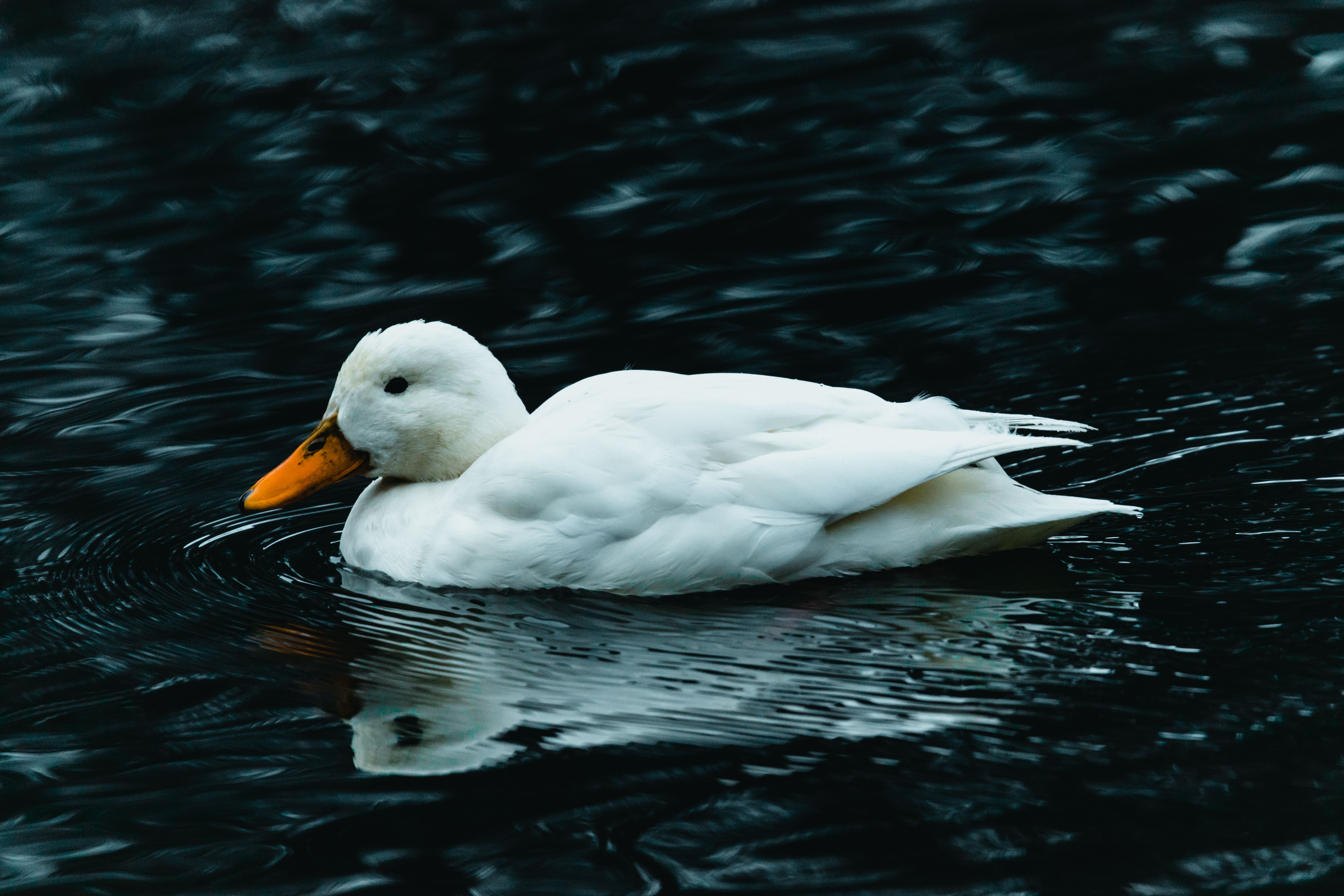 Pekin Duck Photos, Download The BEST Free Pekin Duck Stock Photos & HD ...