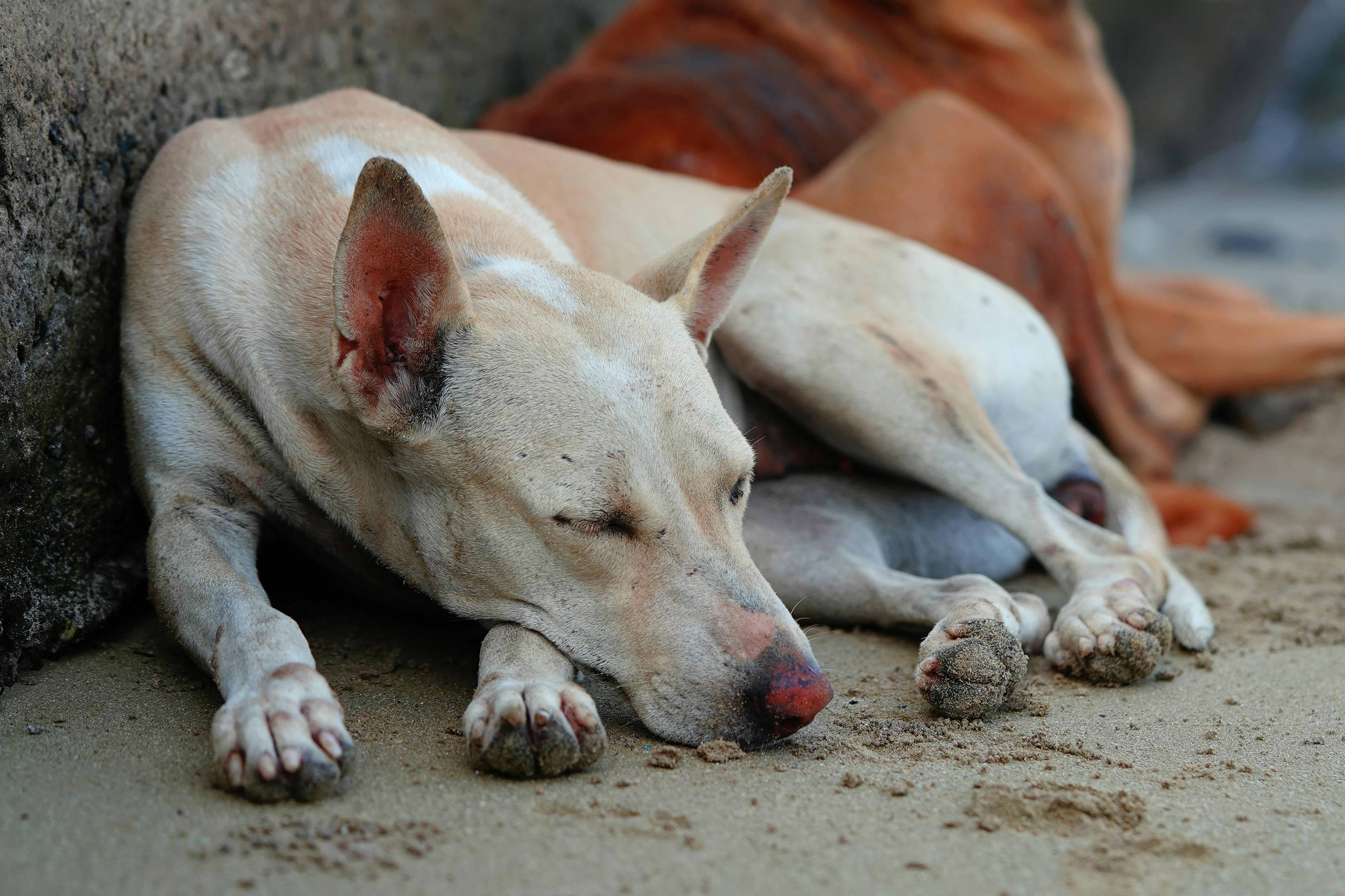 Stray Dogs Photos, Download The BEST Free Stray Dogs Stock Photos & HD ...