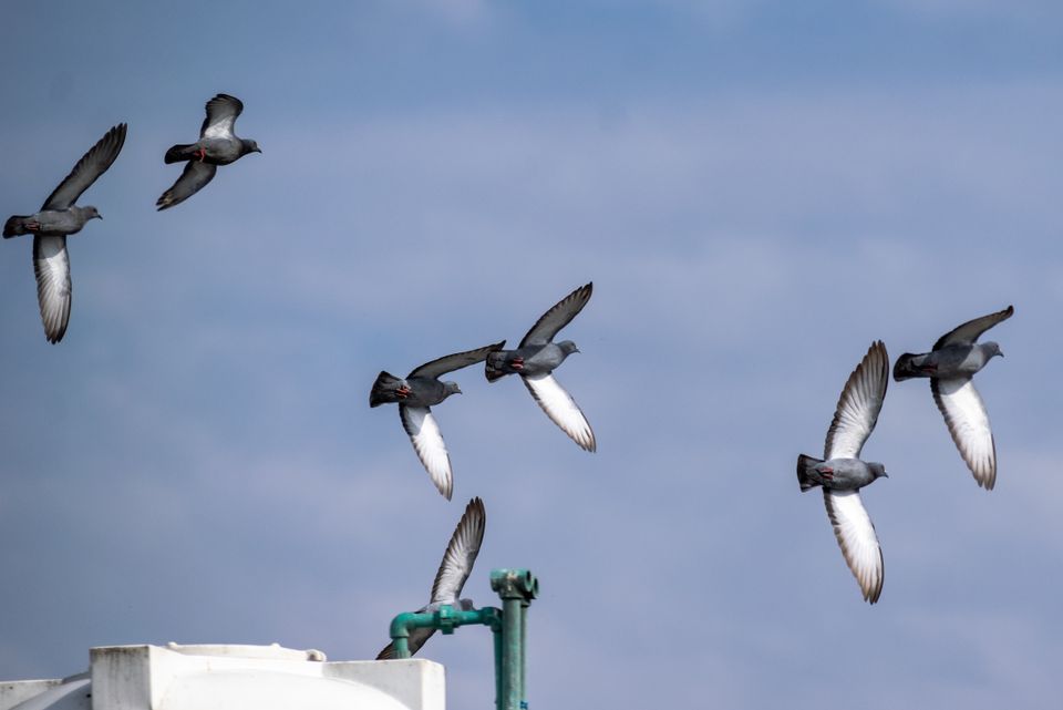 Pigeon Sport: Basics, Rules, and Fun Facts You Need to Know
