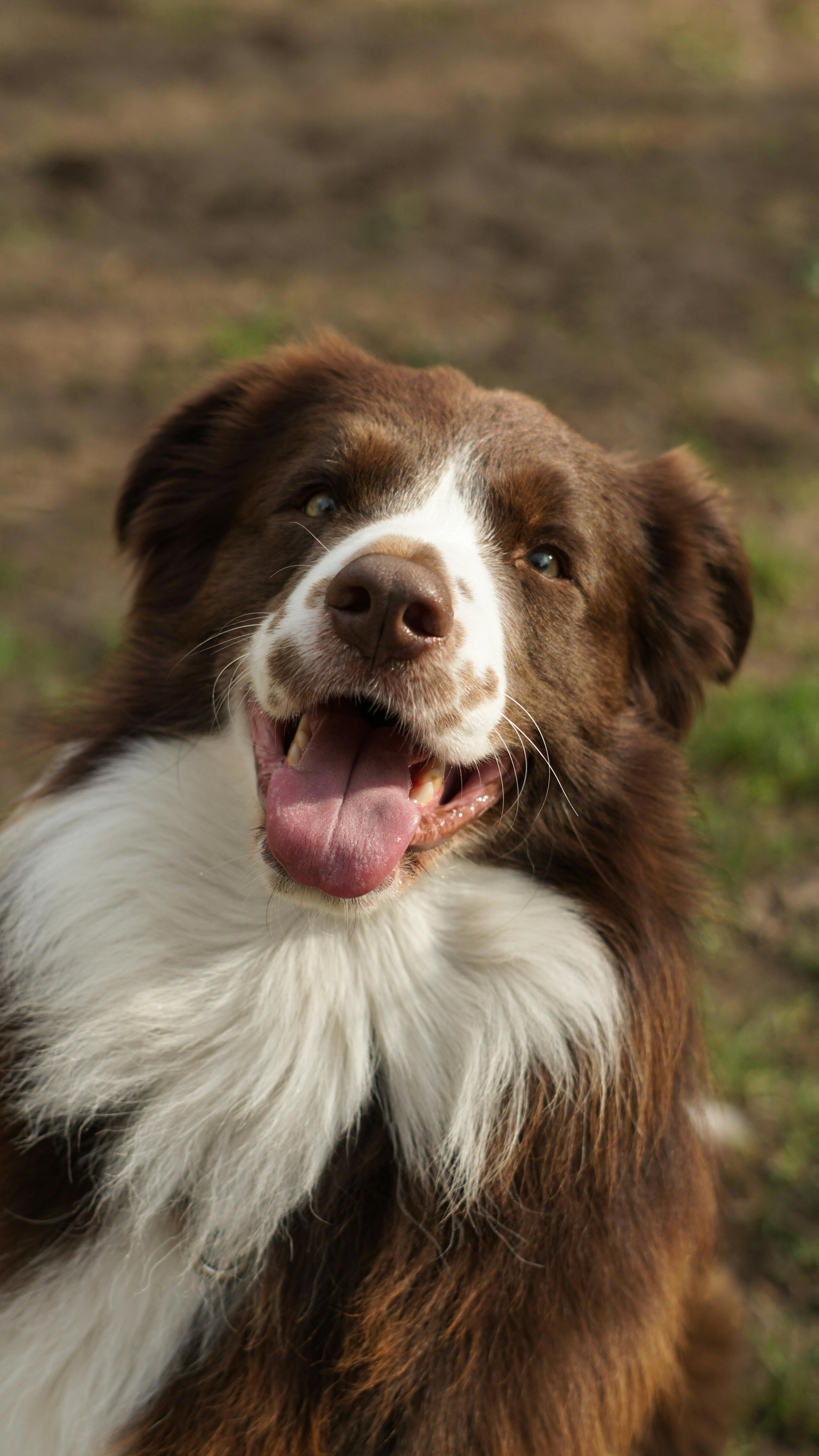 Australian shepherd · Free Stock Photo