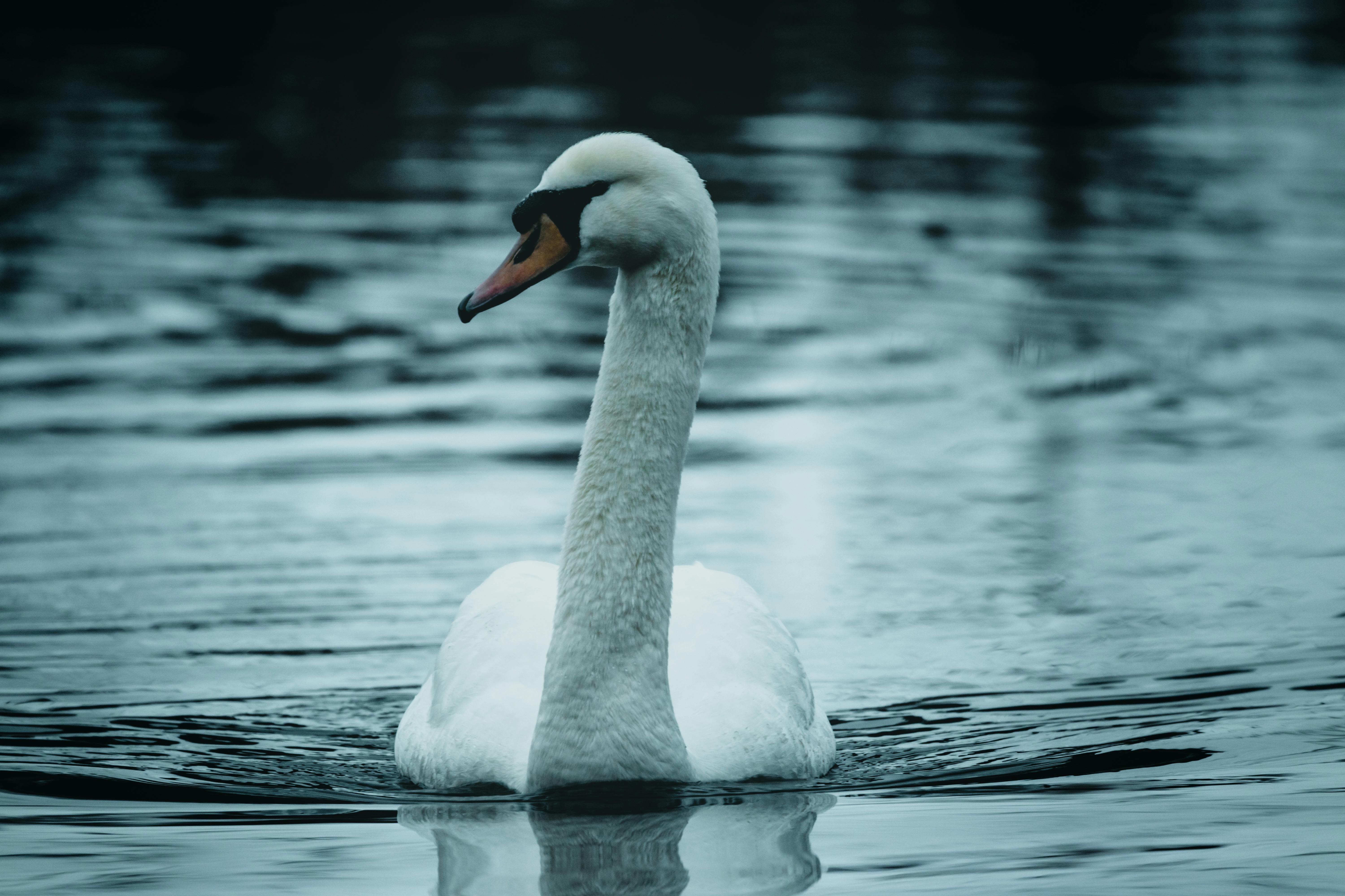 Swan Wallpaper Photos, Download The BEST Free Swan Wallpaper Stock ...