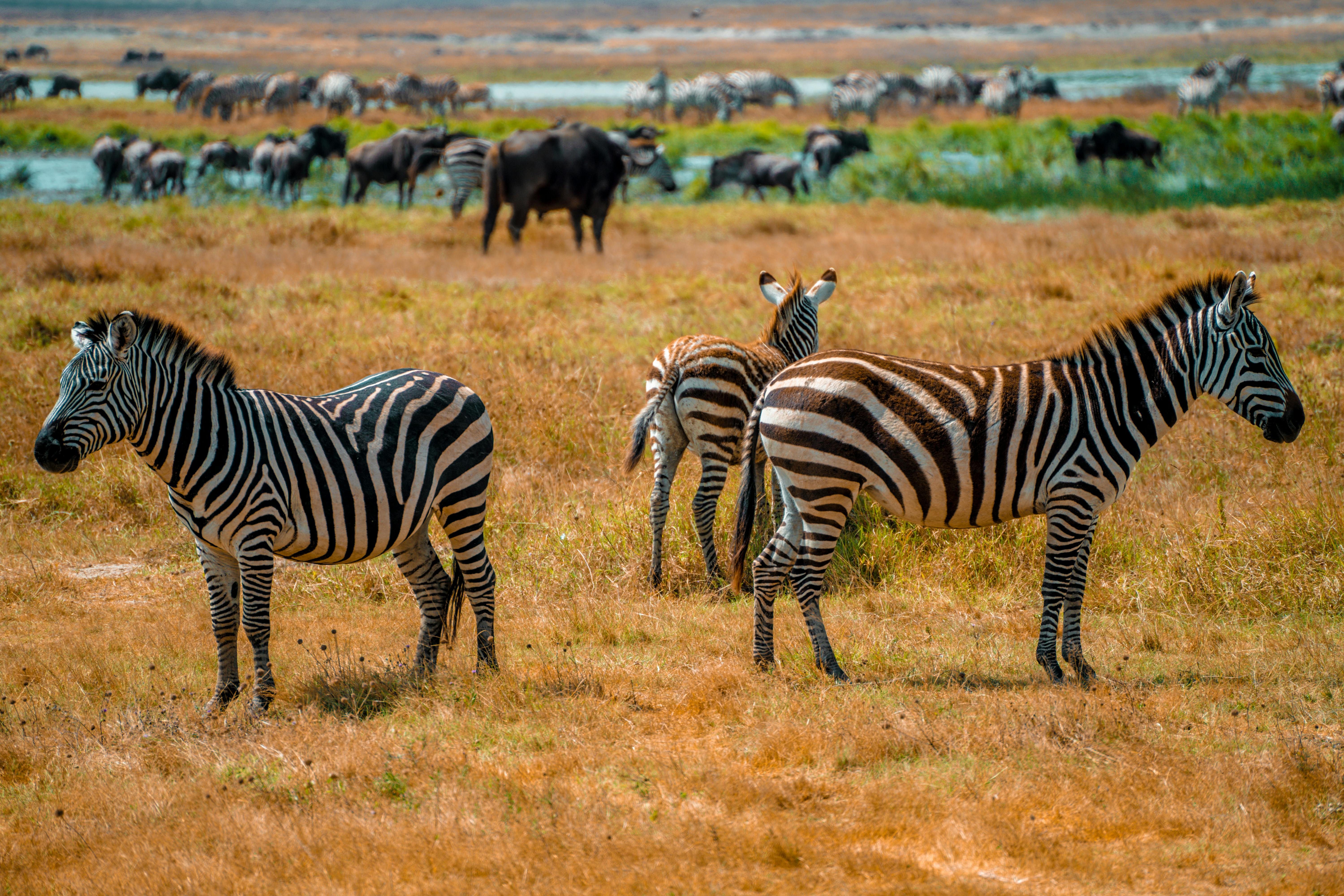 Zebras in Nature · Free Stock Photo