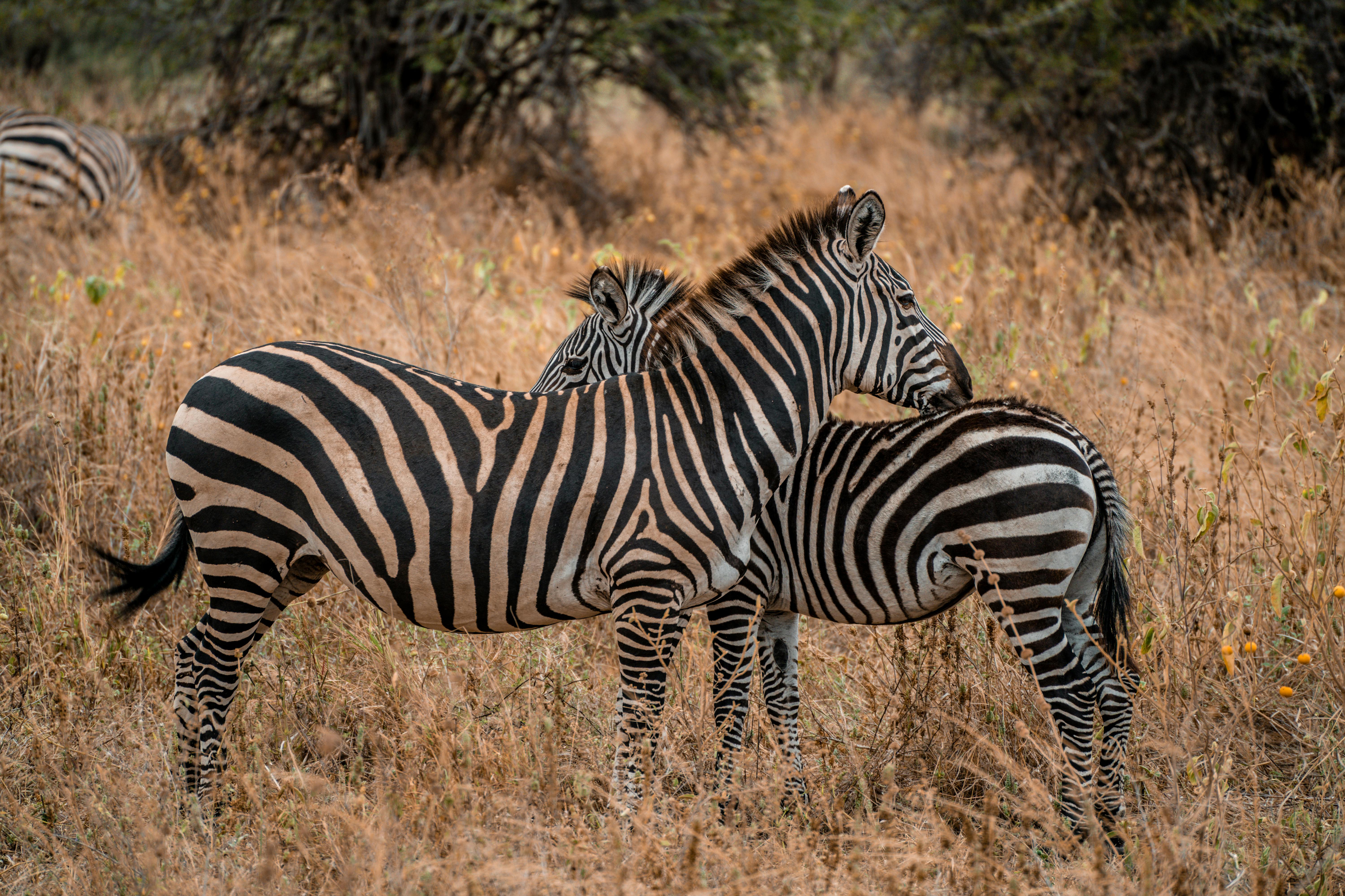 Foto de stock gratuita sobre animal, animales salvajes, fauna, furtivo ...