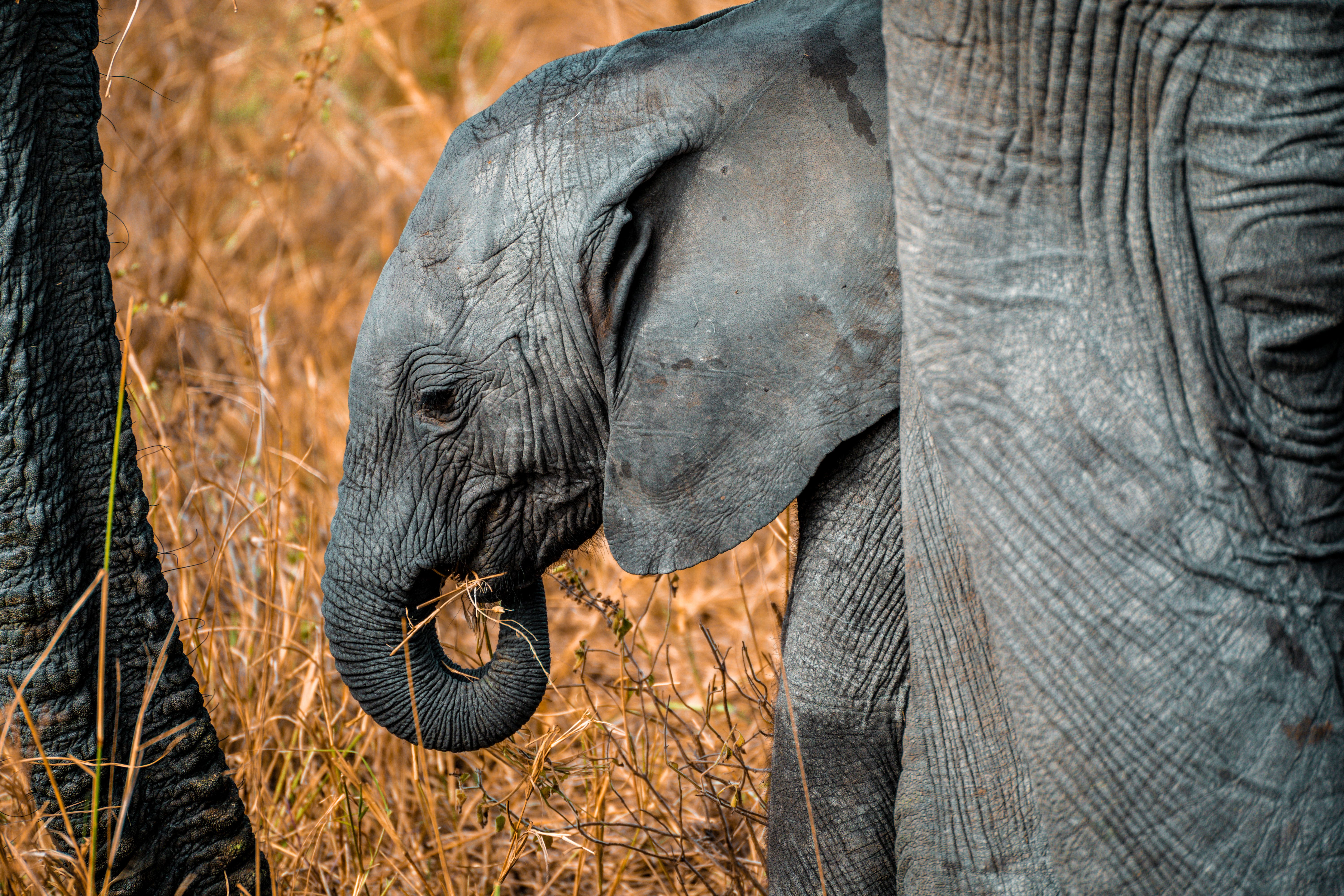 Gray Elephant · Free Stock Photo