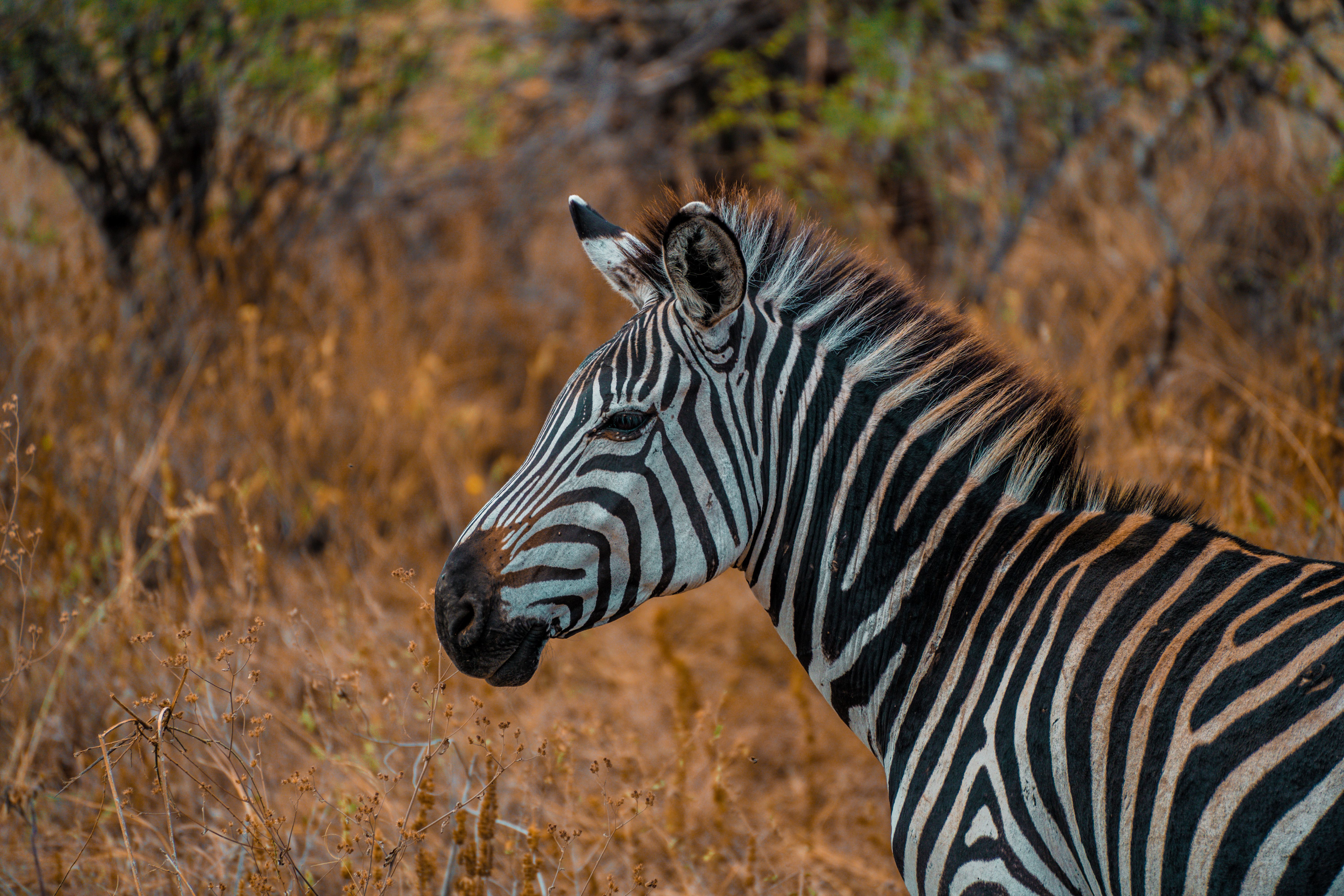 Close Up Photo of a Zebra · Free Stock Photo