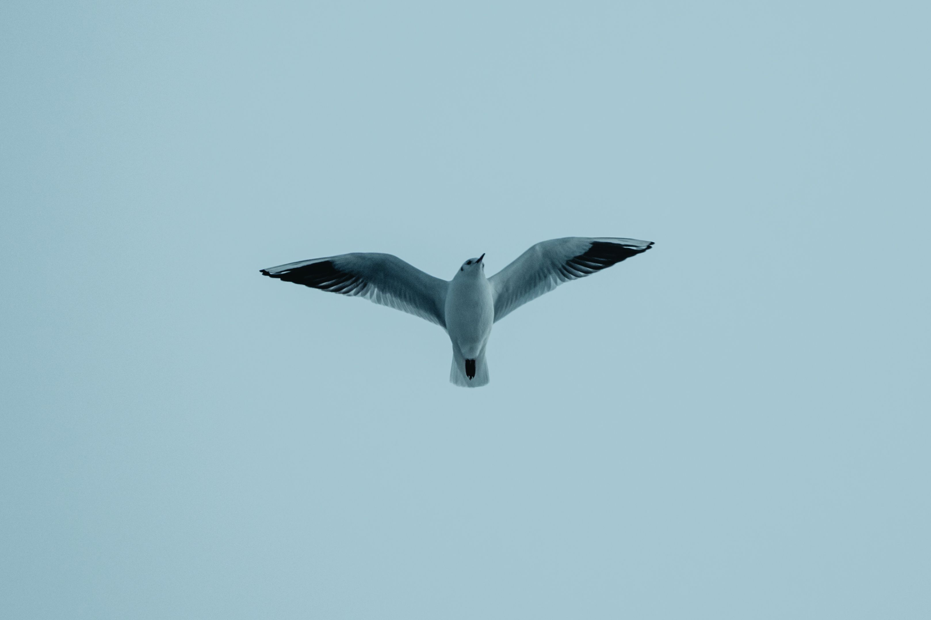 Seagul Photos, Download The BEST Free Seagul Stock Photos & HD Images