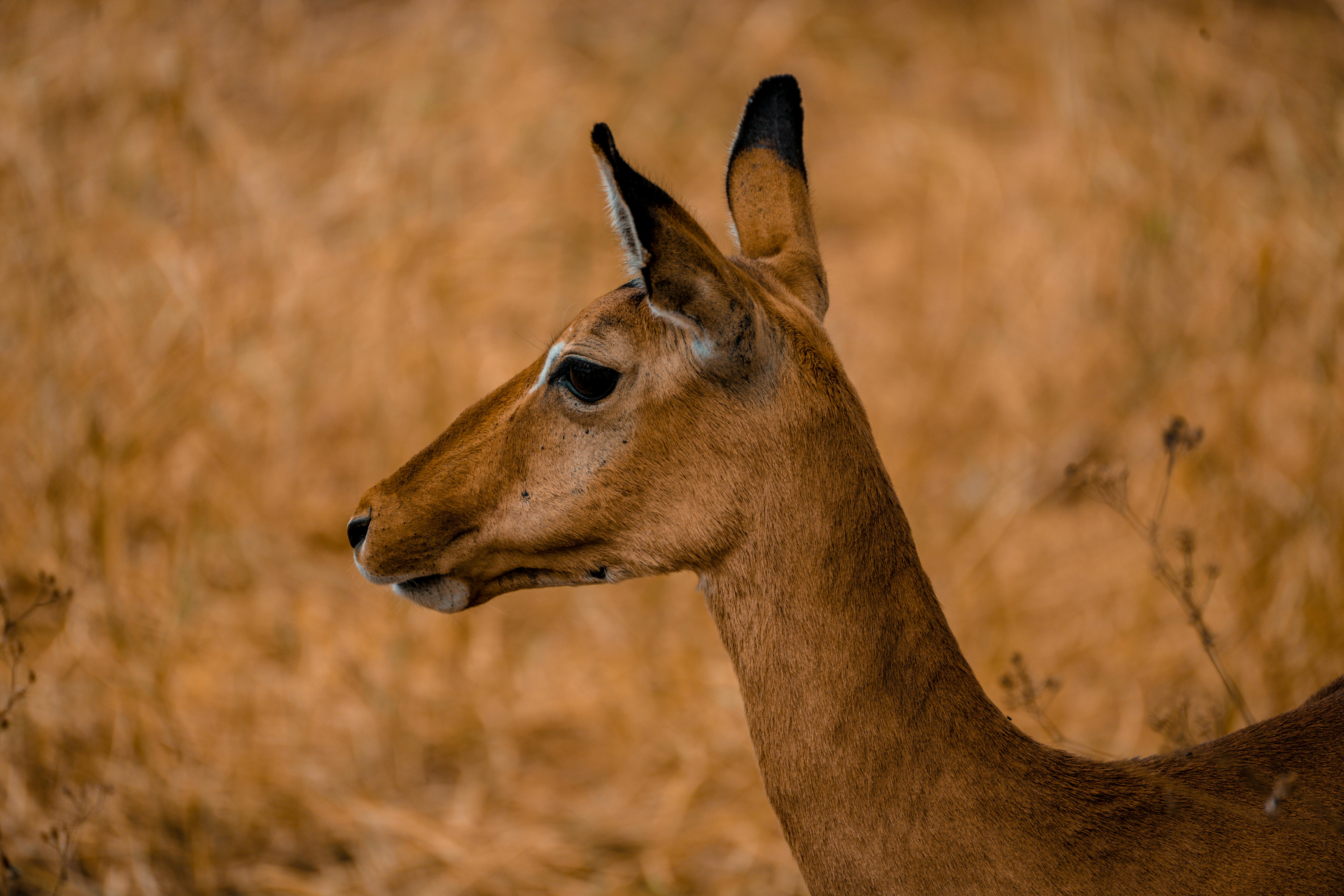 Close Up of Deer · Free Stock Photo