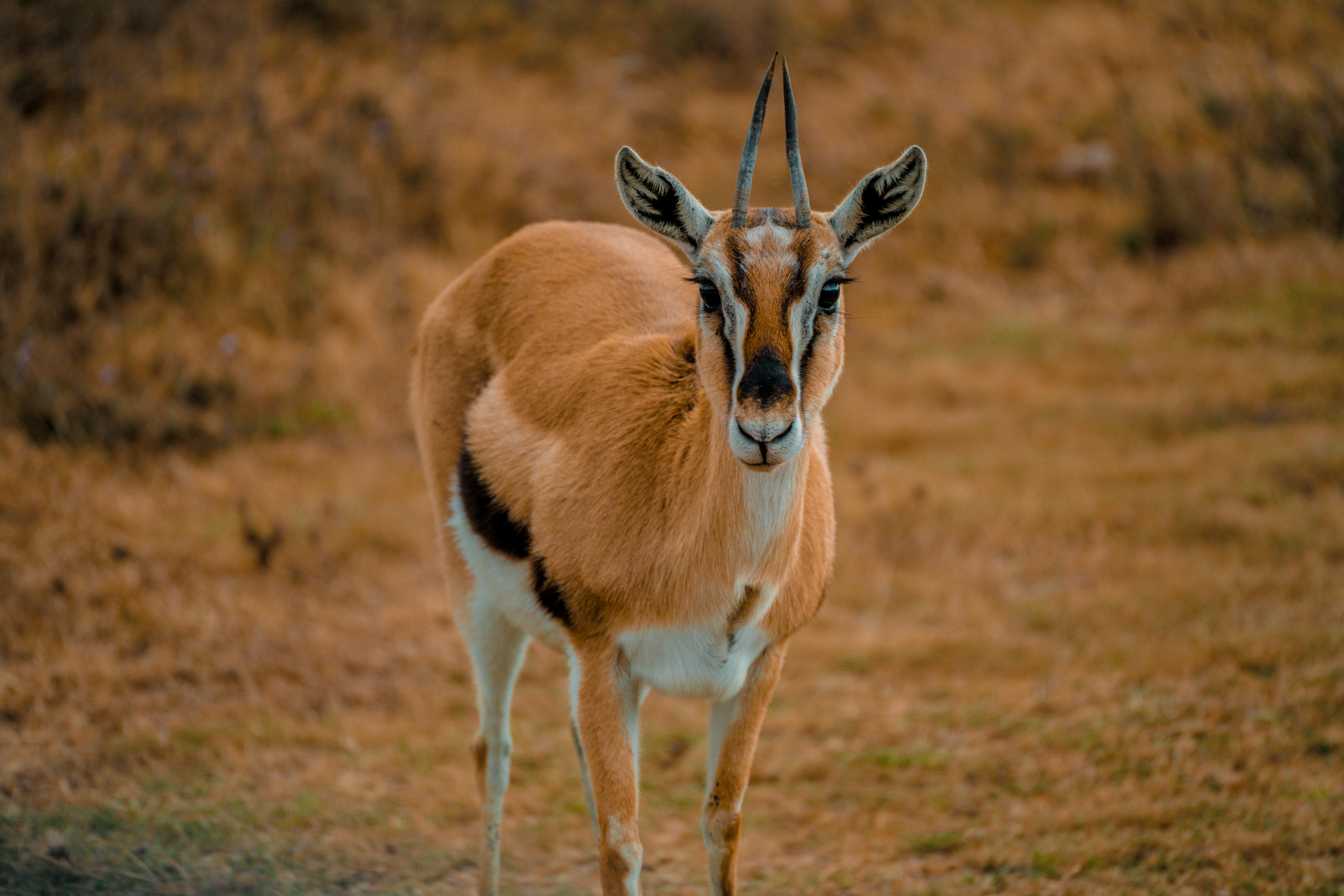 Standing Antelope on Meadow · Free Stock Photo