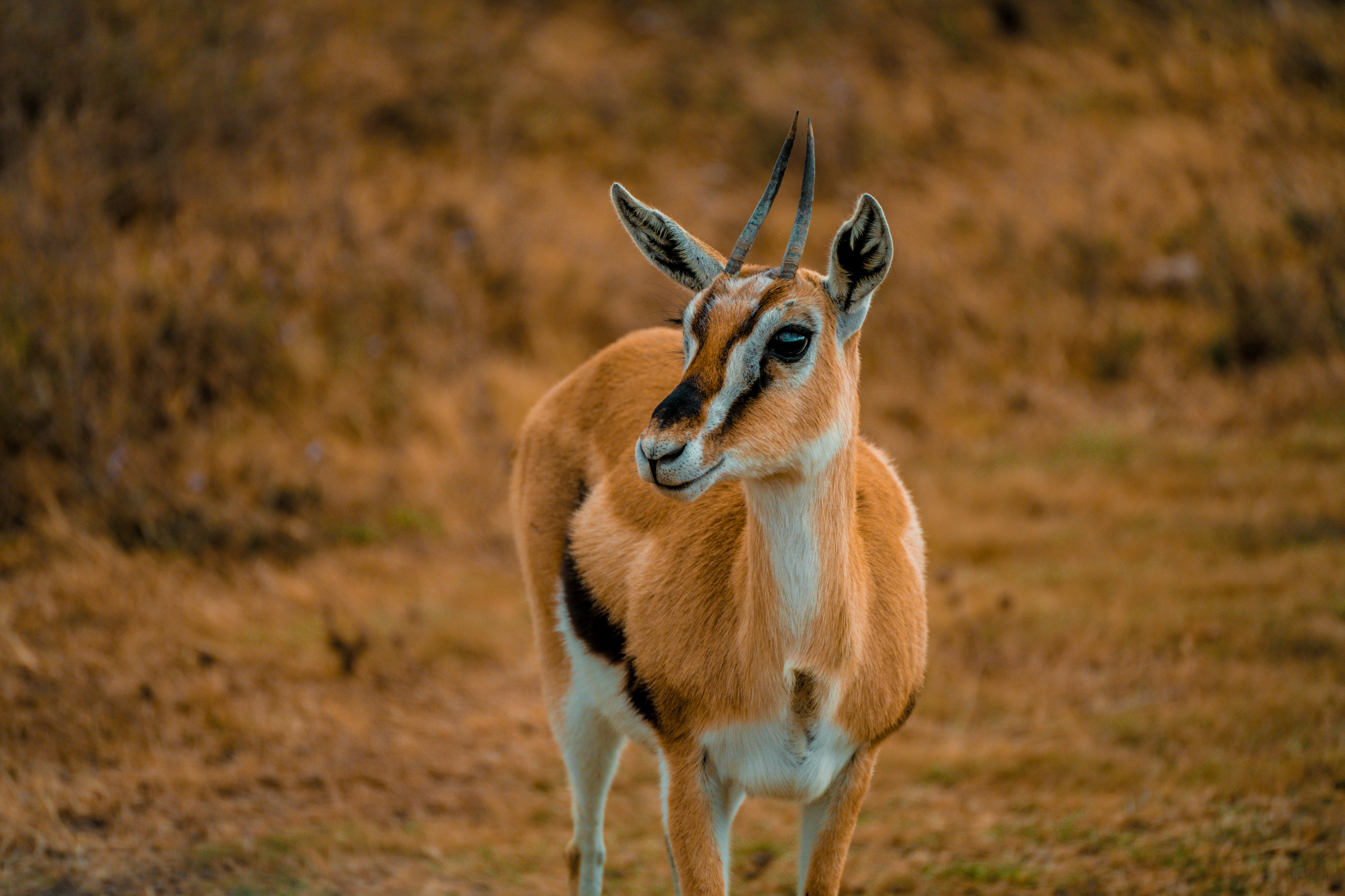 Close-Up Photo of Brown Antelope · Free Stock Photo
