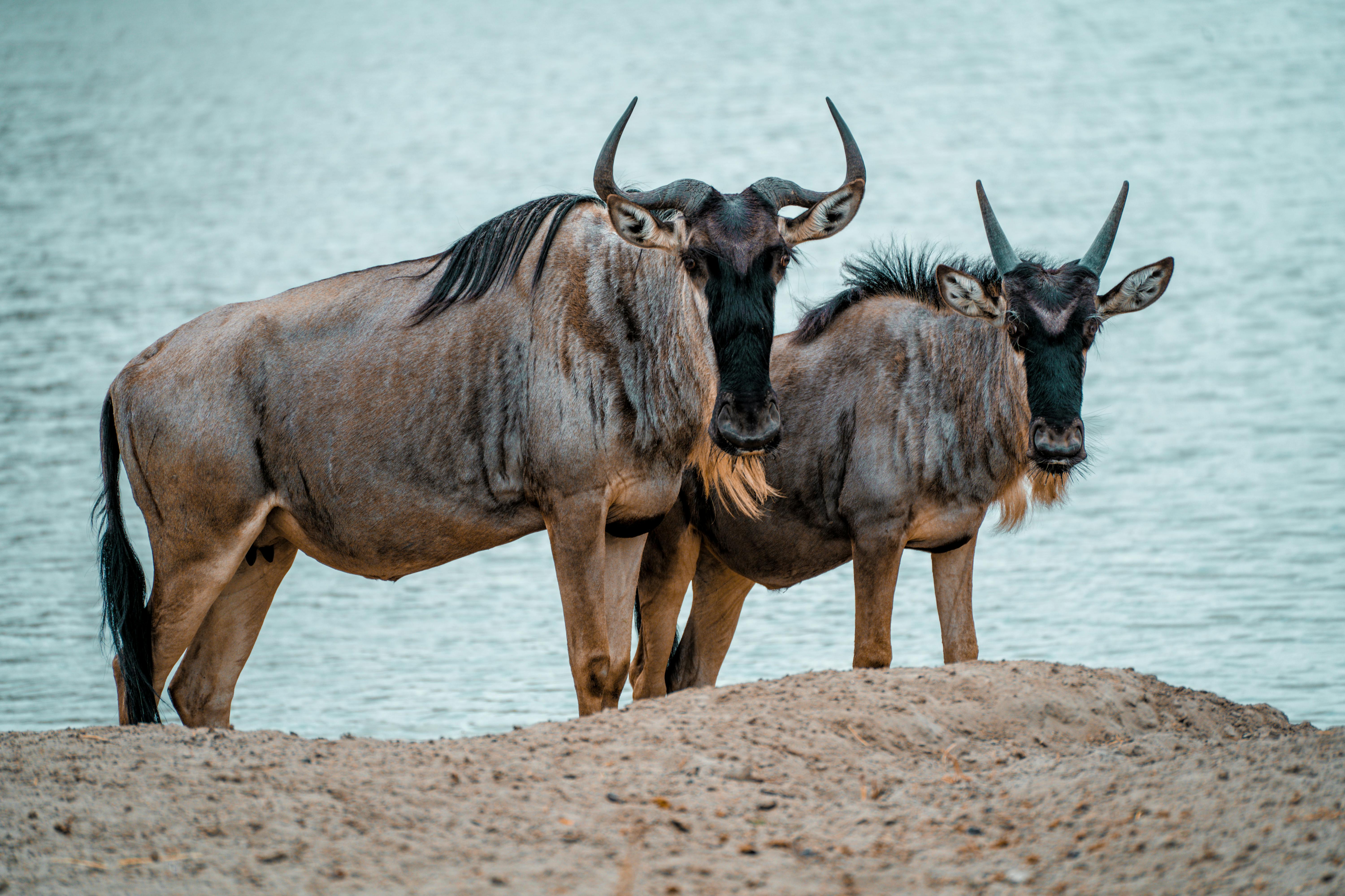 Wild big wildebeest in savanna · Free Stock Photo