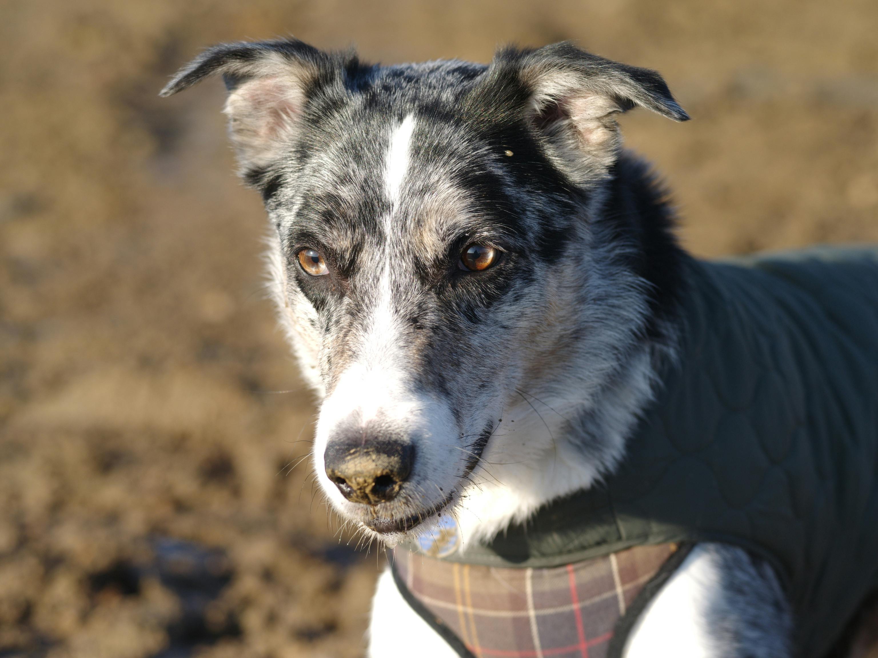 Cute Furry Dog · Free Stock Photo