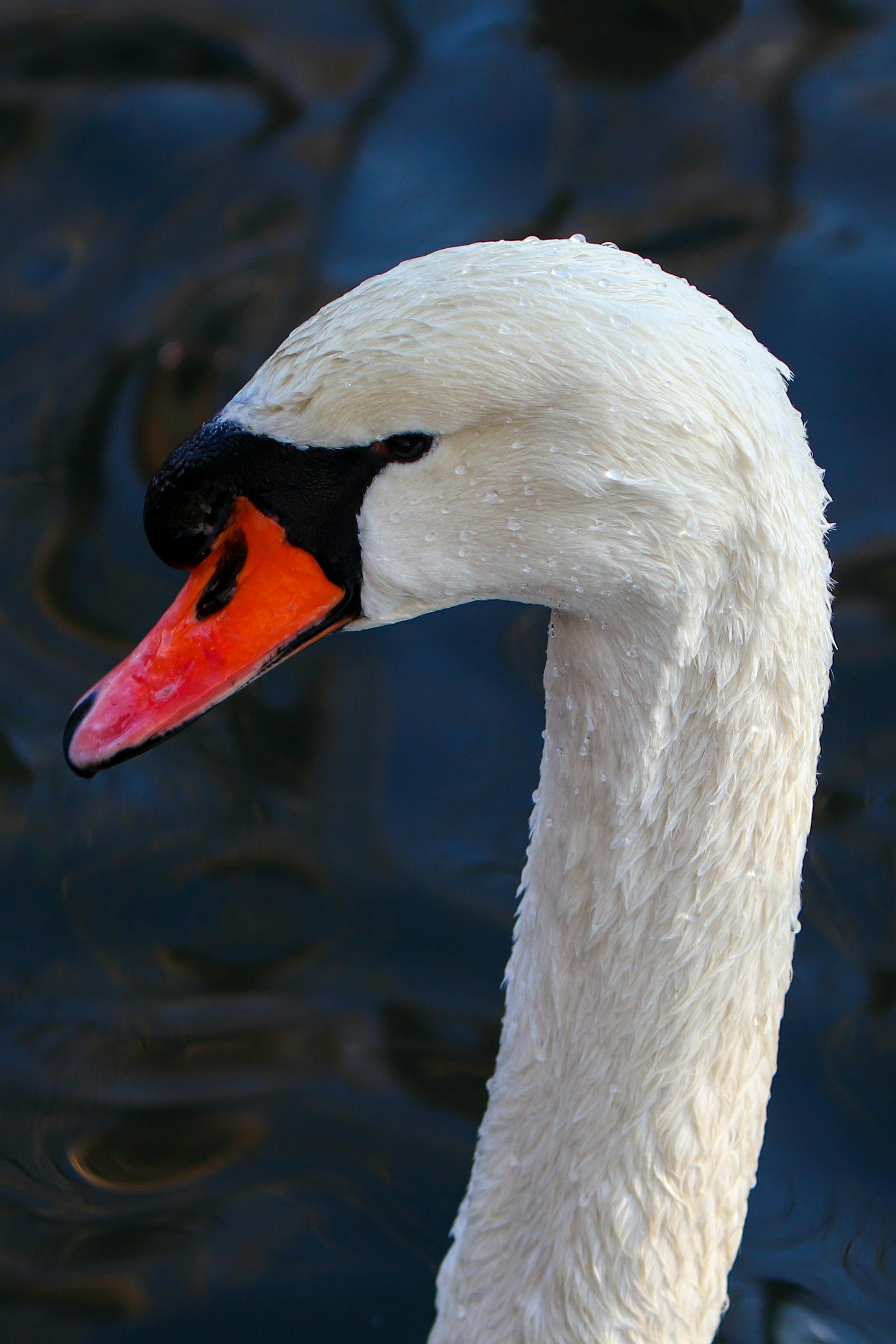 Close up of Swan Head · Free Stock Photo