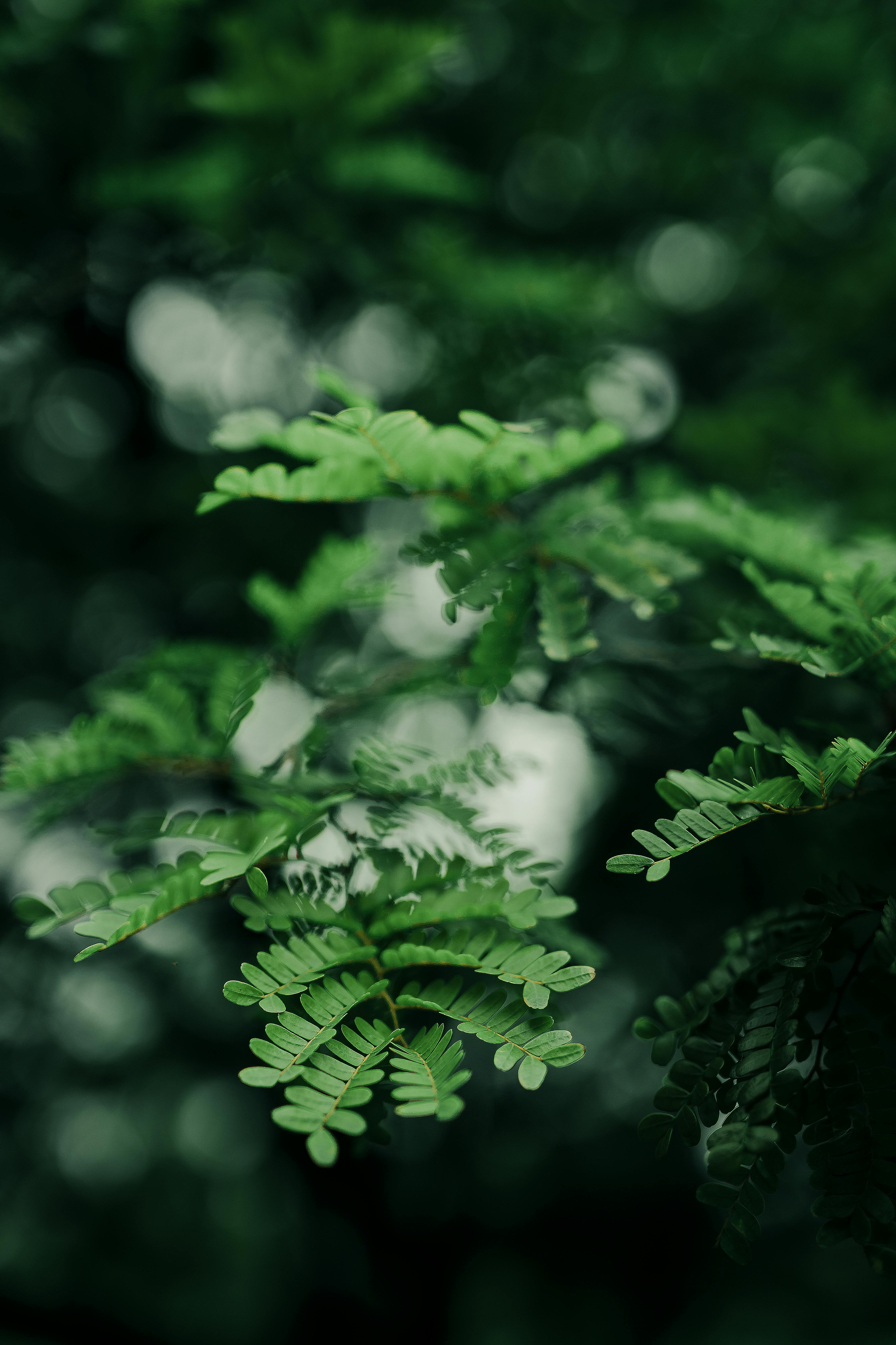 Close-up of Bright Green Tree Branch · Free Stock Photo