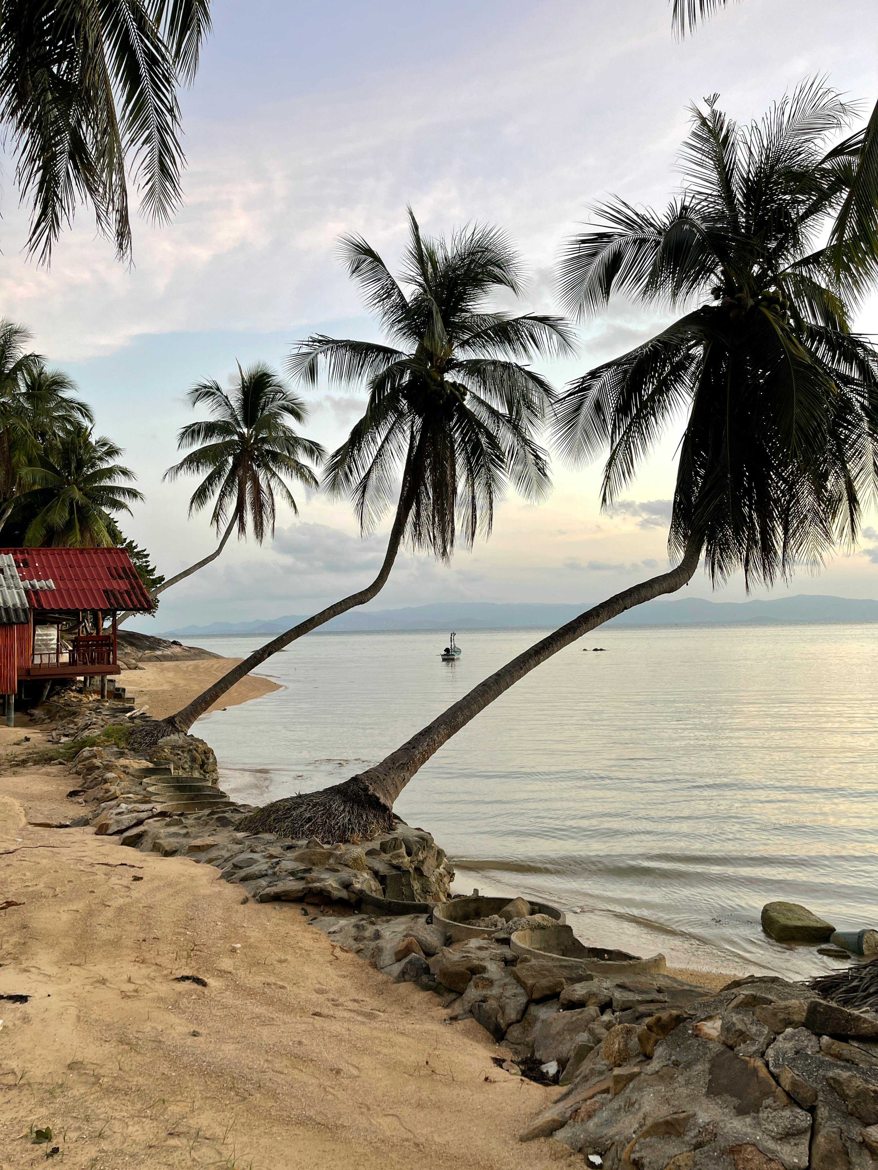 Palm Trees on Beach · Free Stock Photo