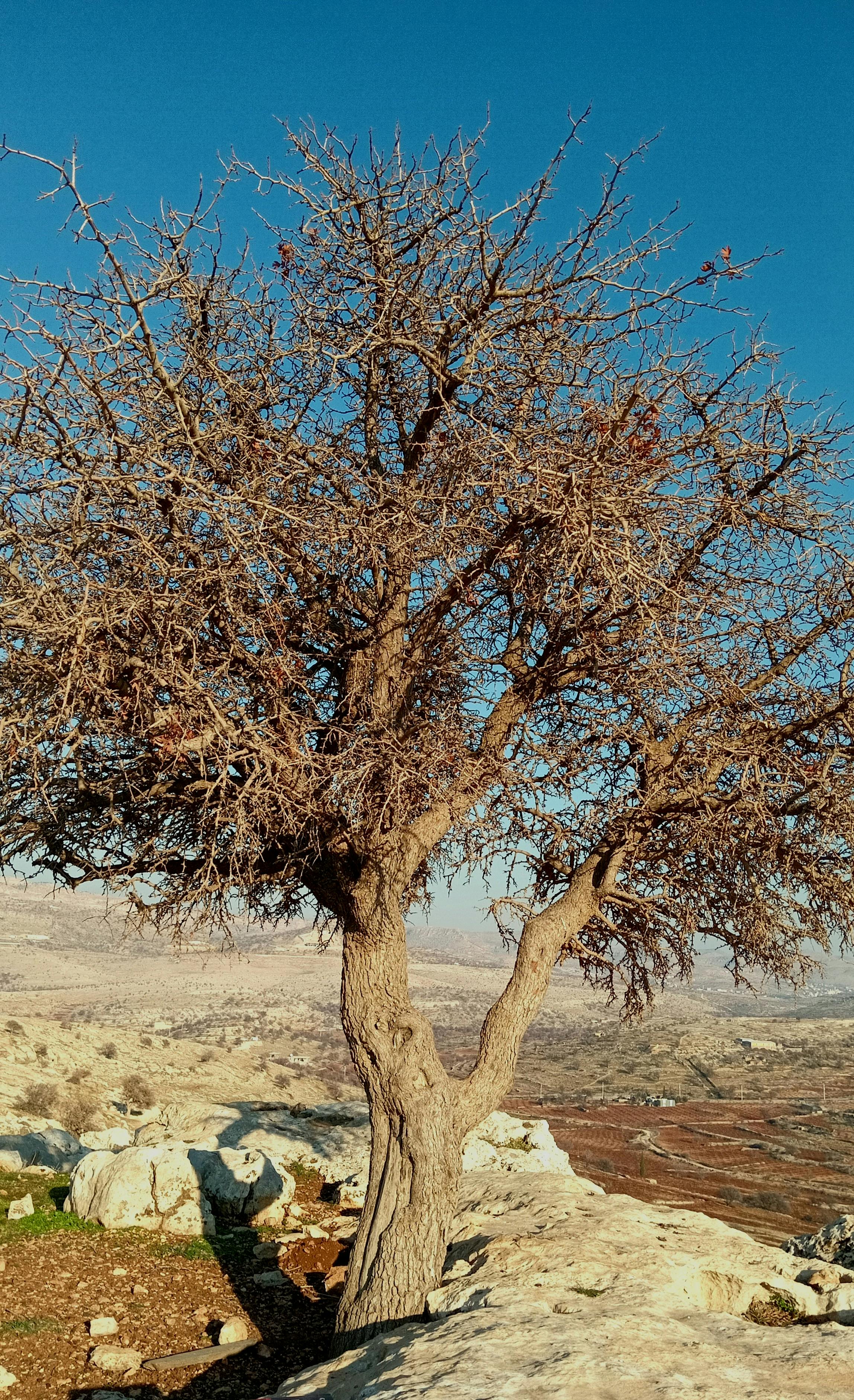 Dried Olive Tree · Free Stock Photo