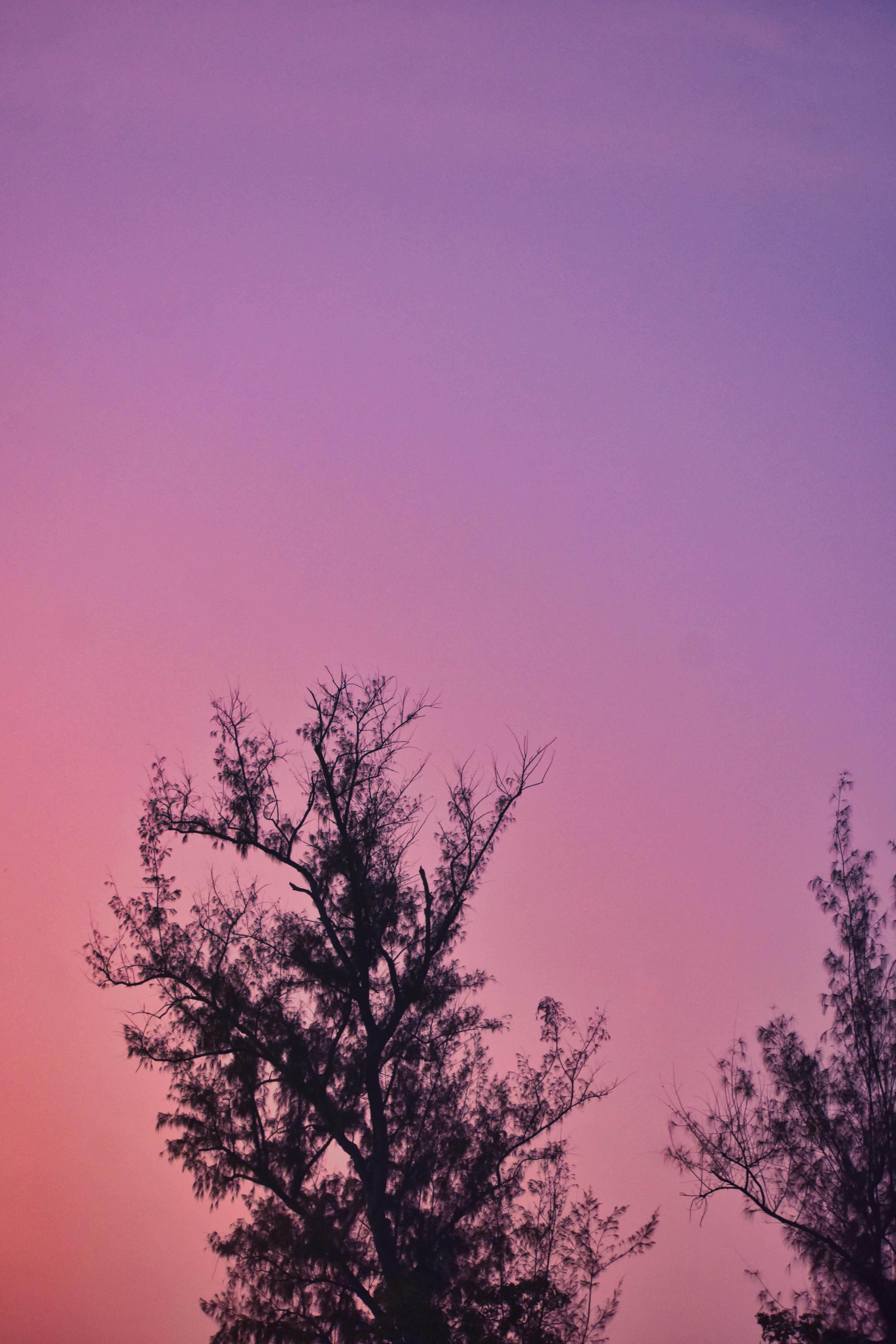 Purple Sky over Trees at Dusk · Free Stock Photo