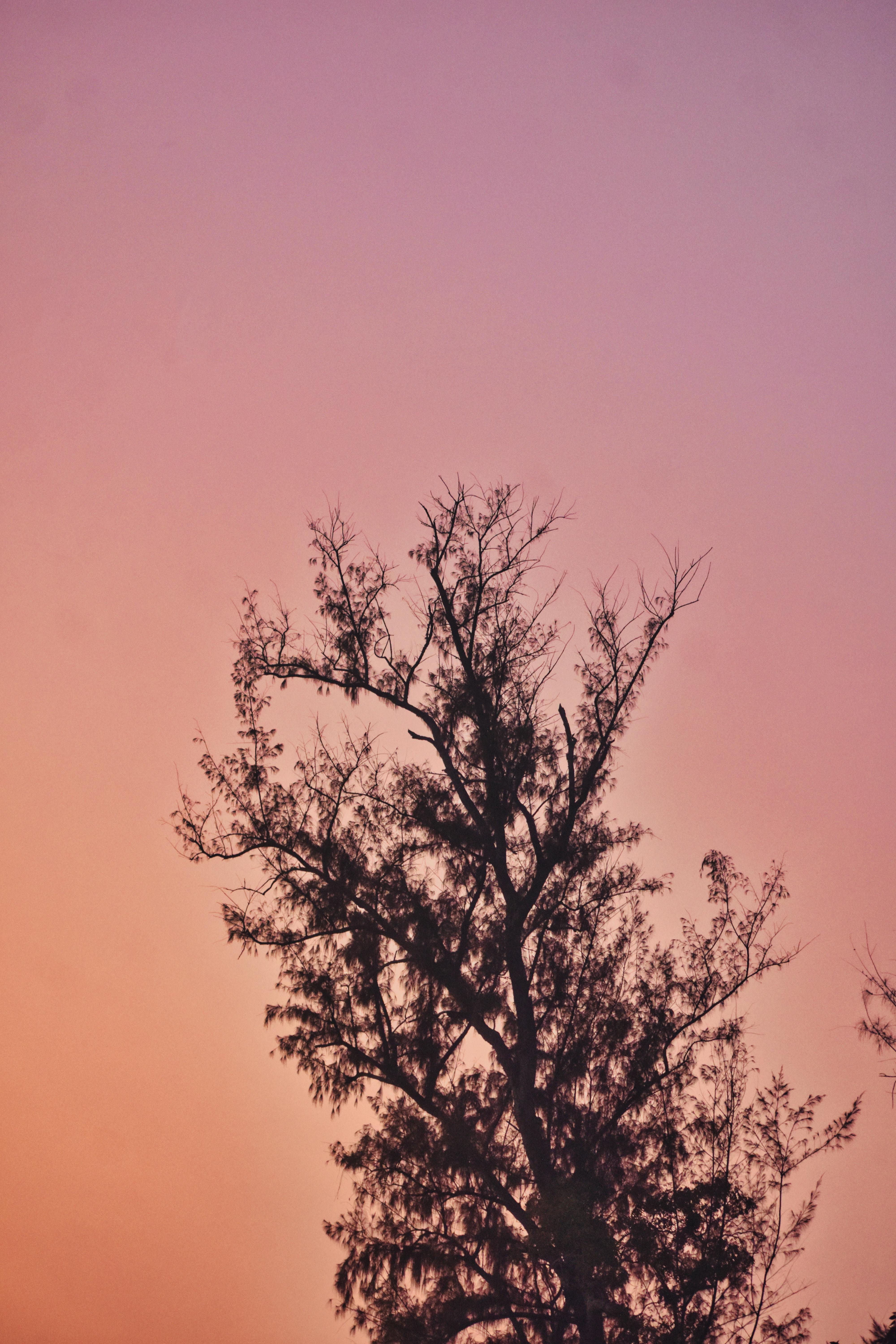 Pink Sky over Tree at Dusk · Free Stock Photo