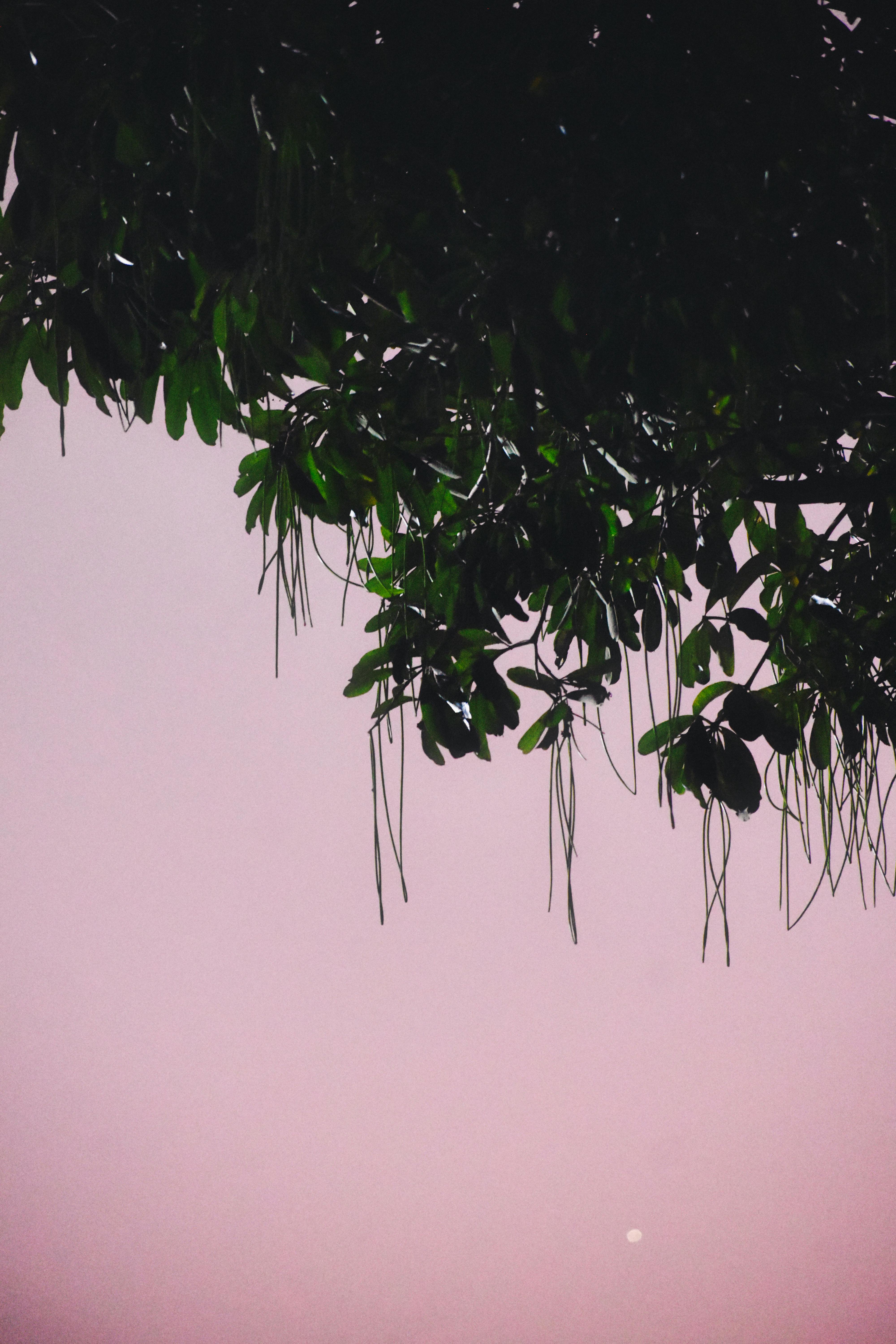Green Tree in Close Up Shot · Free Stock Photo