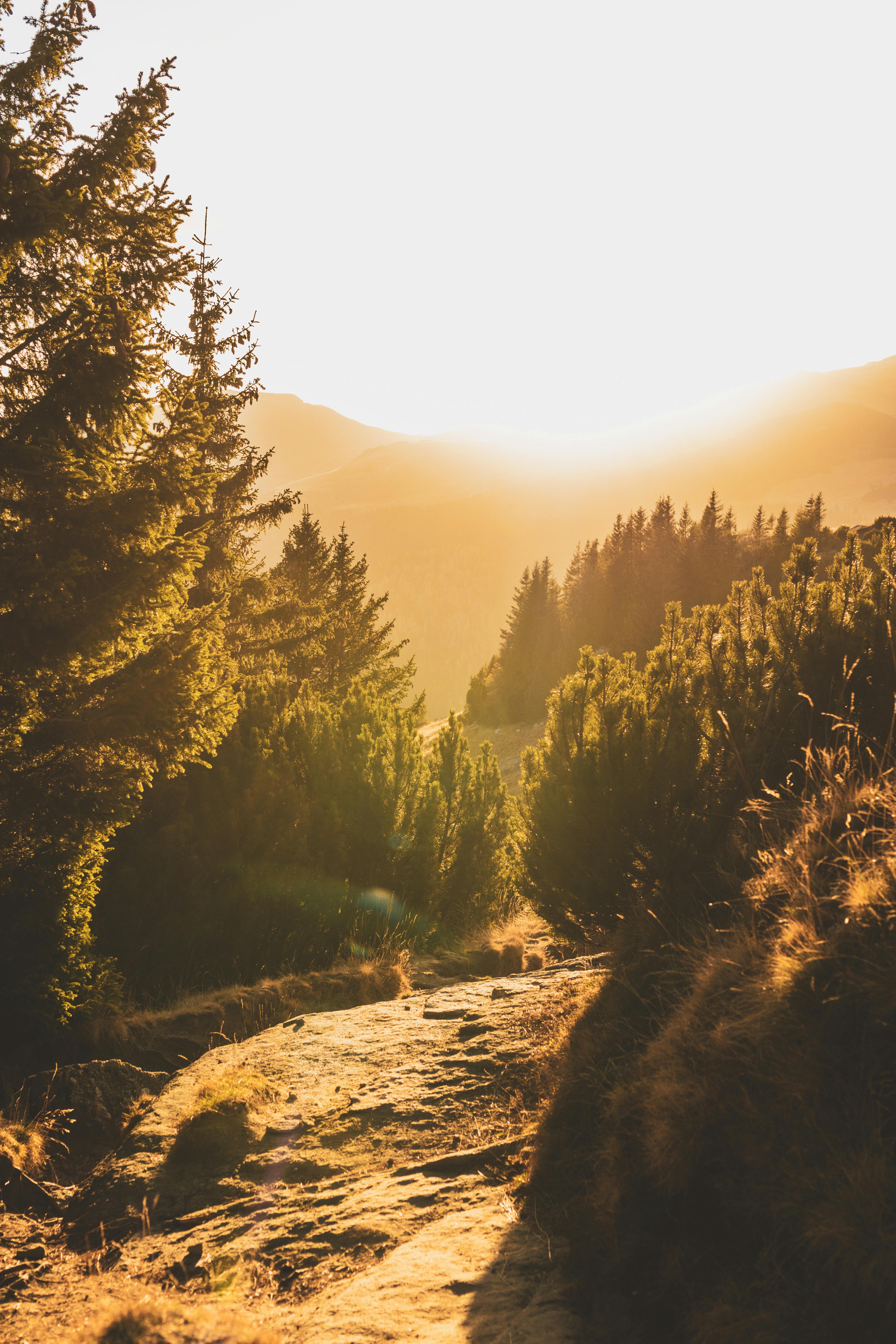 Golden Hour Sunlight Photos, Download Free Golden Hour Sunlight Stock ...