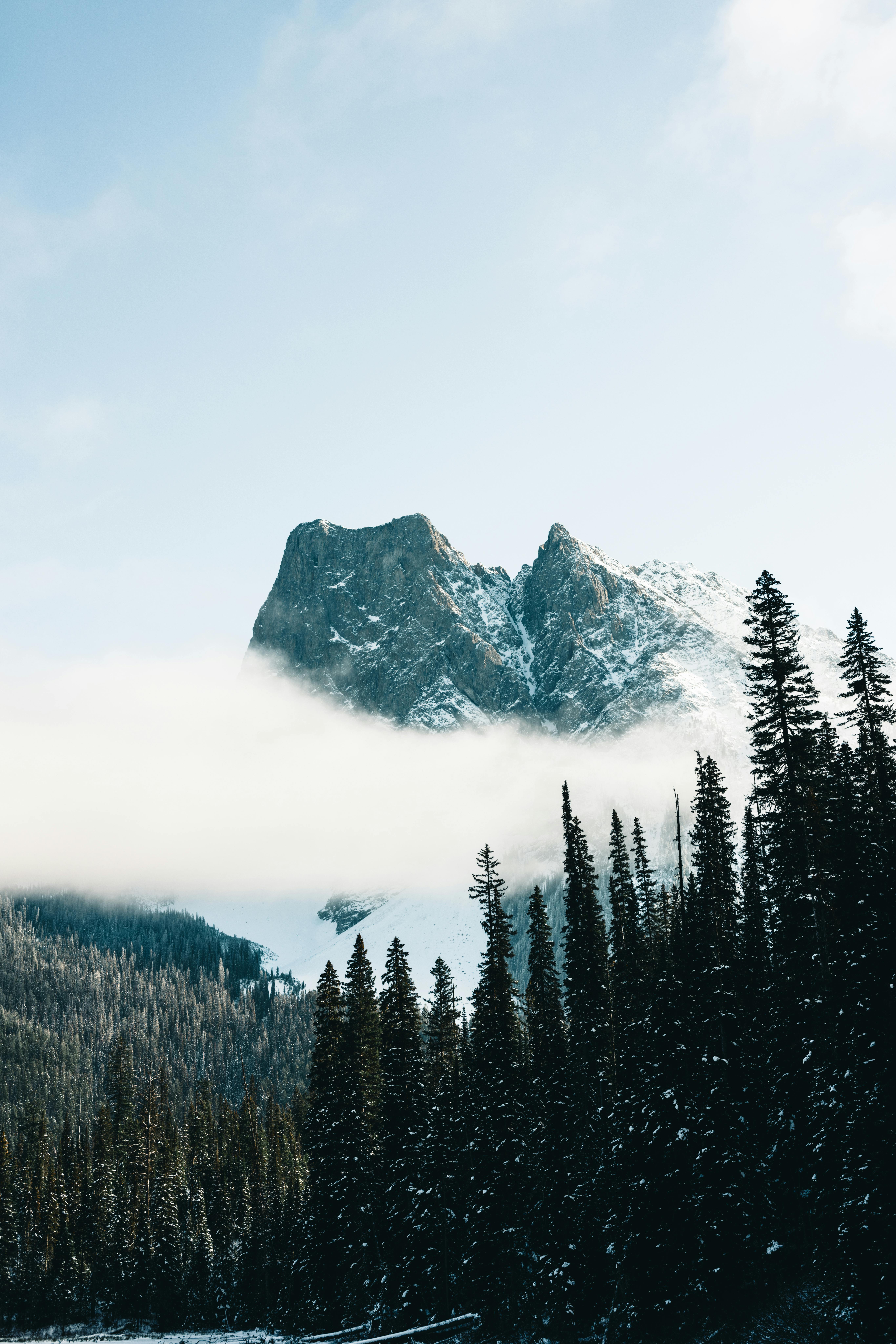 Evergreen Forest with Cloud and Rocky Mountain behind · Free Stock Photo