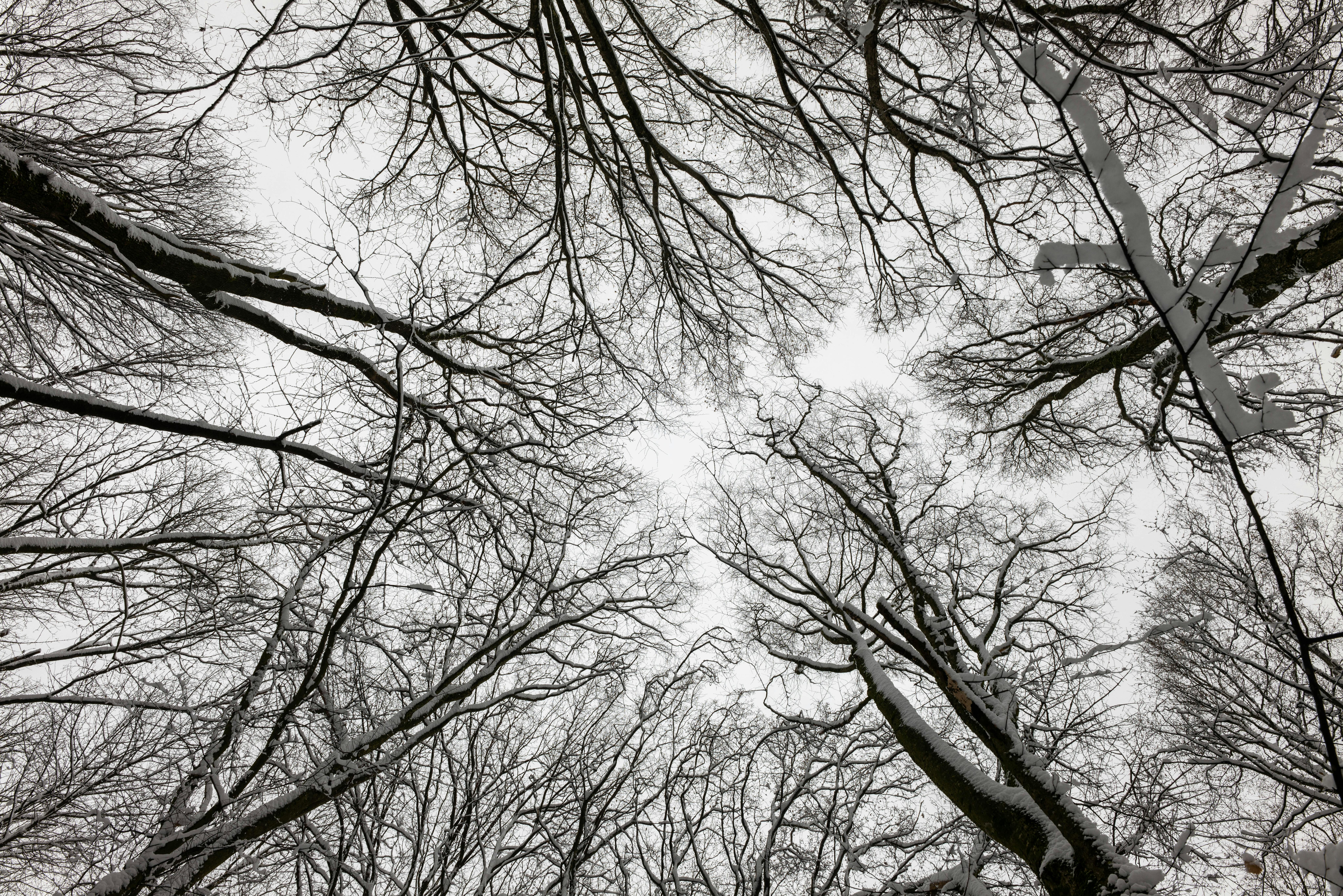 Monochrome Photo of Bare Tree · Free Stock Photo