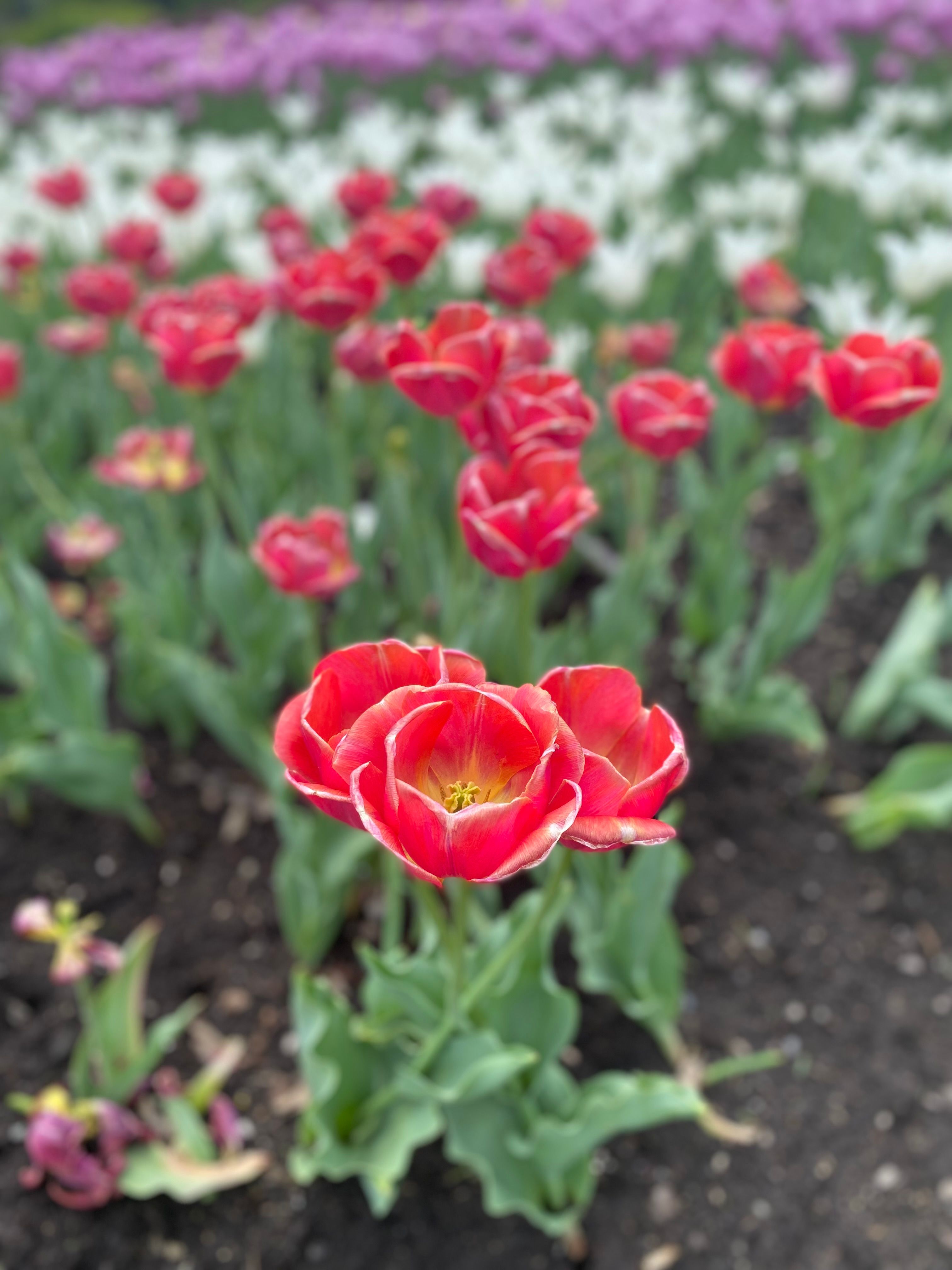 Purple Tulips Close Up Photography · Free Stock Photo